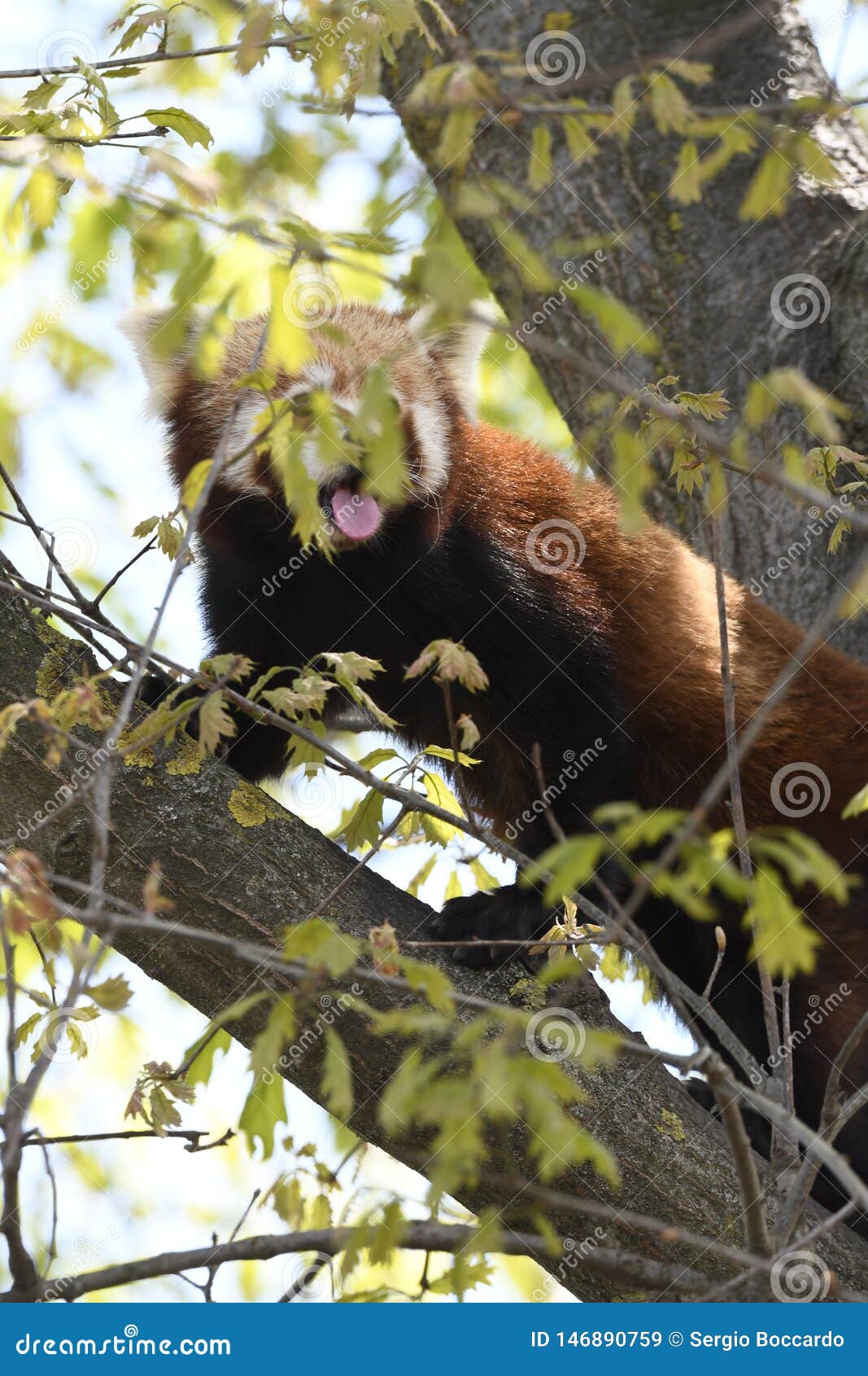Red panda on a tree stock image. Image of nose, trees - 146890759