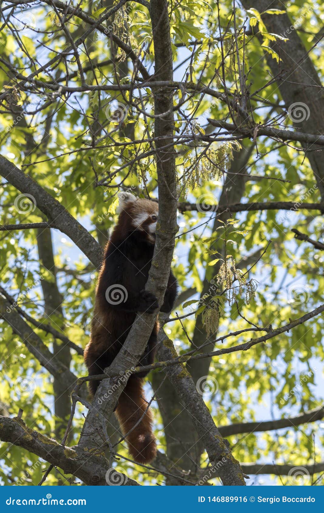 Red panda on a tree stock photo. Image of trees, small - 146889916
