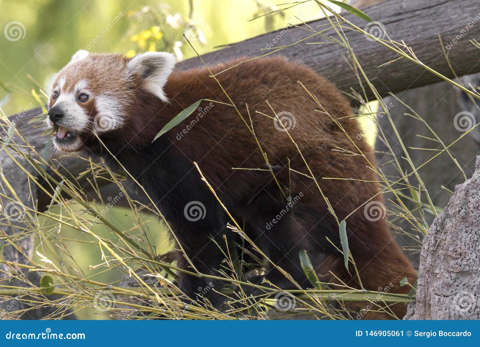 Red panda on a tree stock image. Image of trees, nature - 146905061