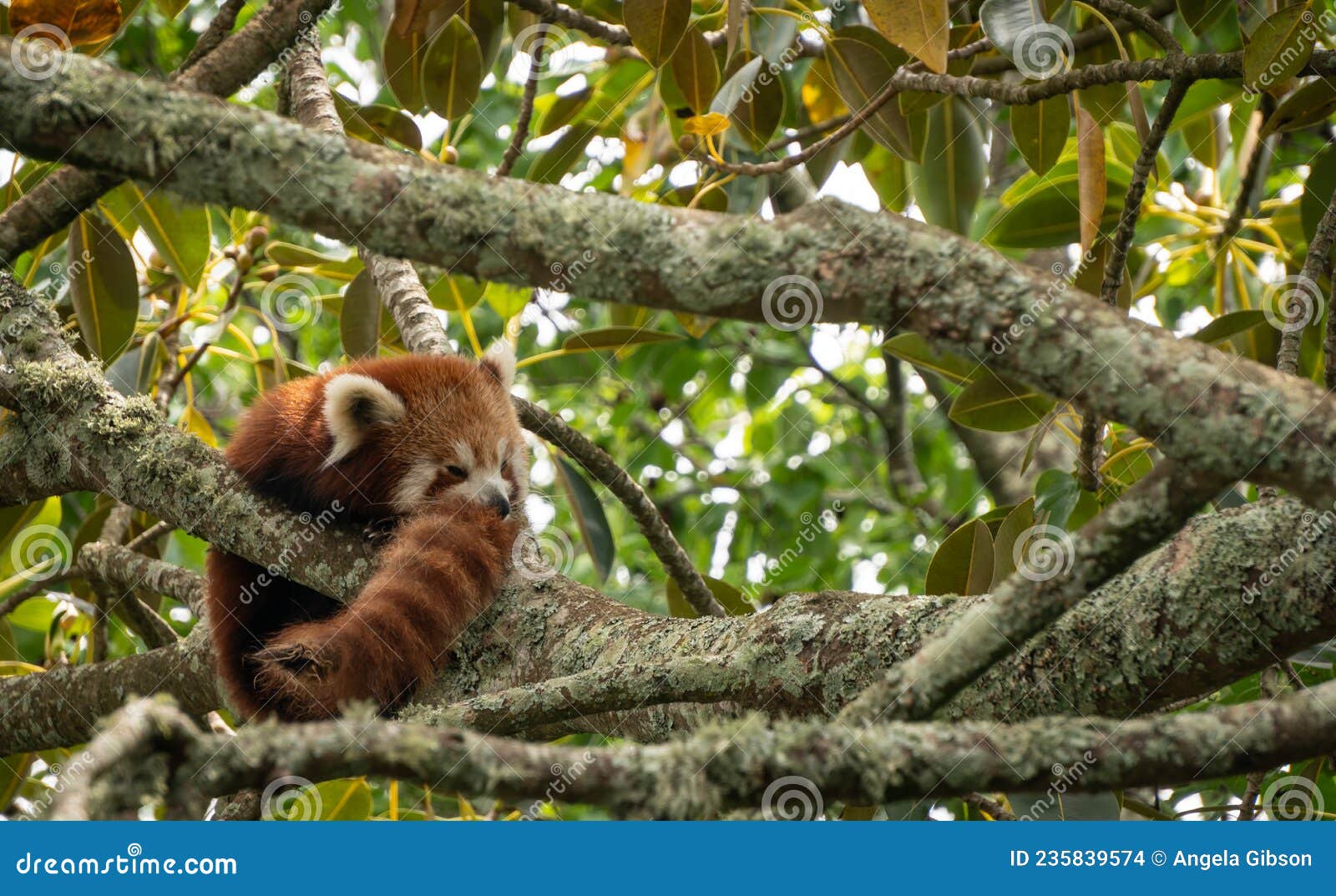 Red Panda in Tree Resting stock photo. Image of outdoor - 235839574