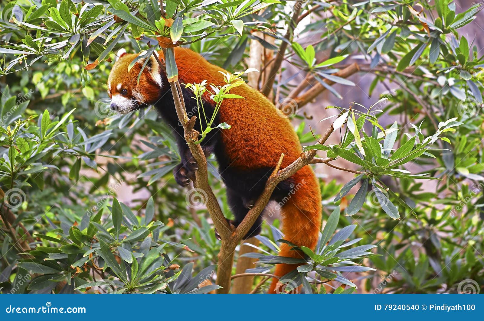 Red panda on tree stock photo. Image of china, brown - 79240540
