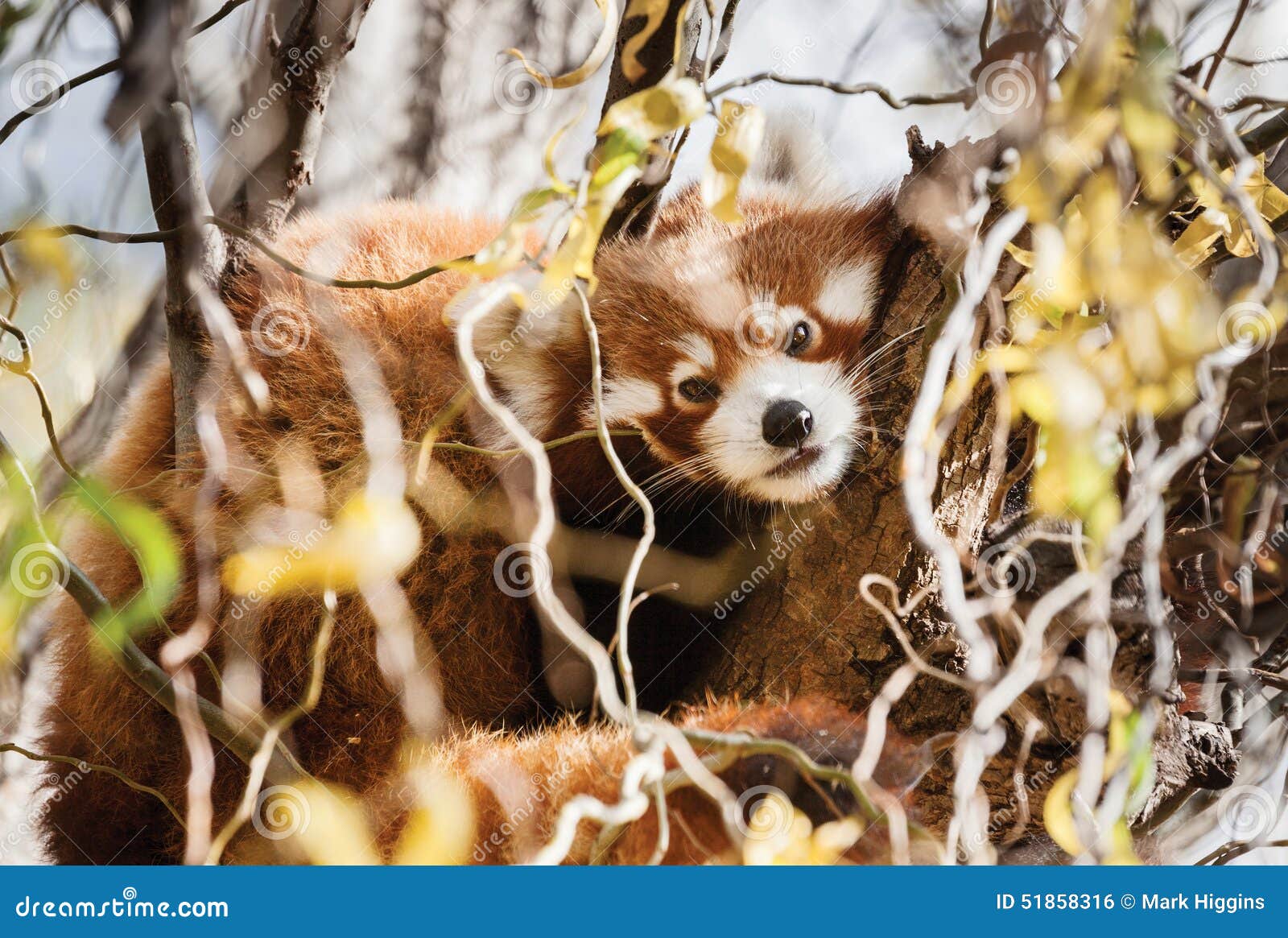 Red panda in tree stock photo. Image of bear, wildlife - 51858316
