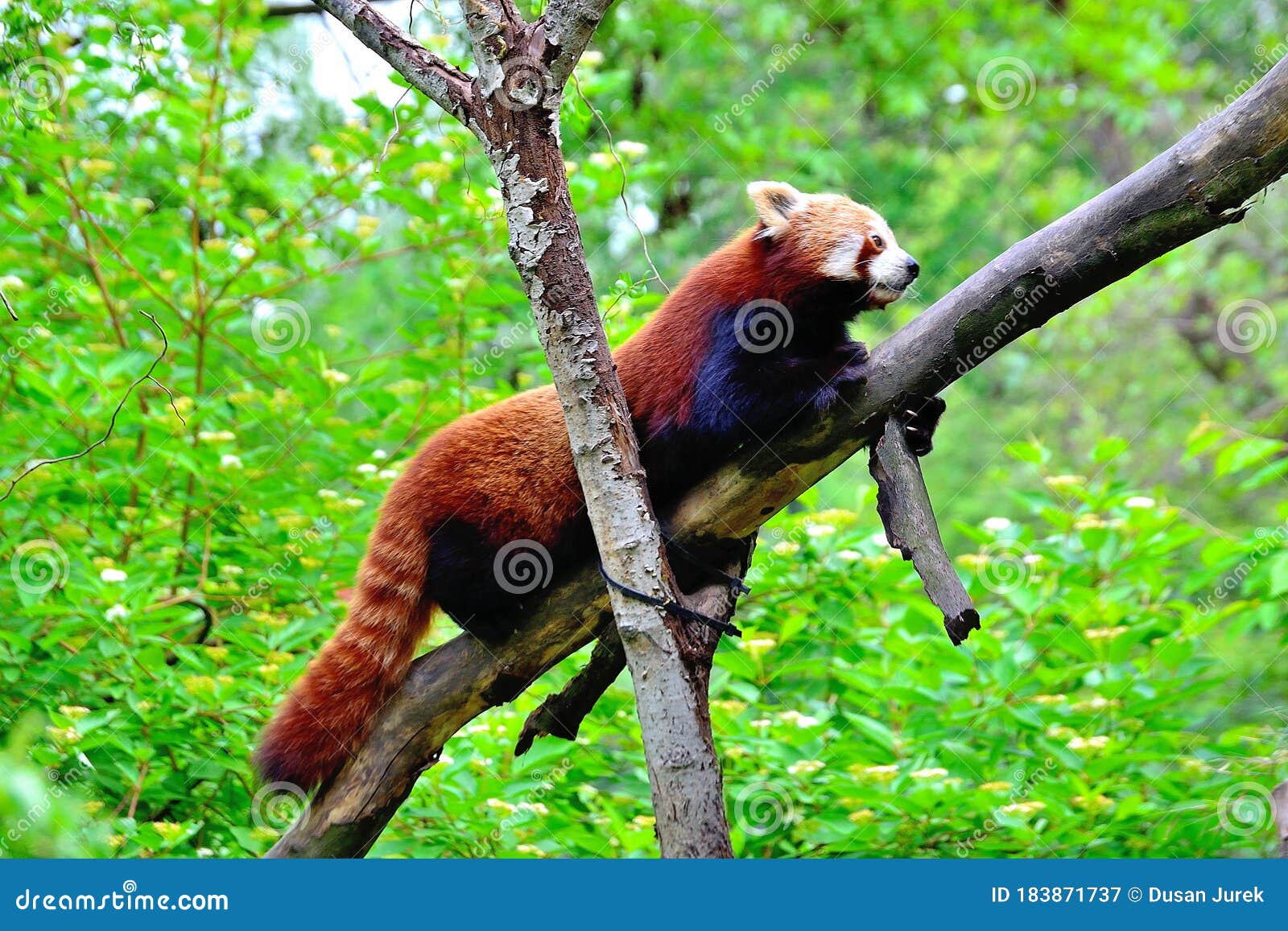 Red panda on a tree stock image. Image of panda, tree - 183871737