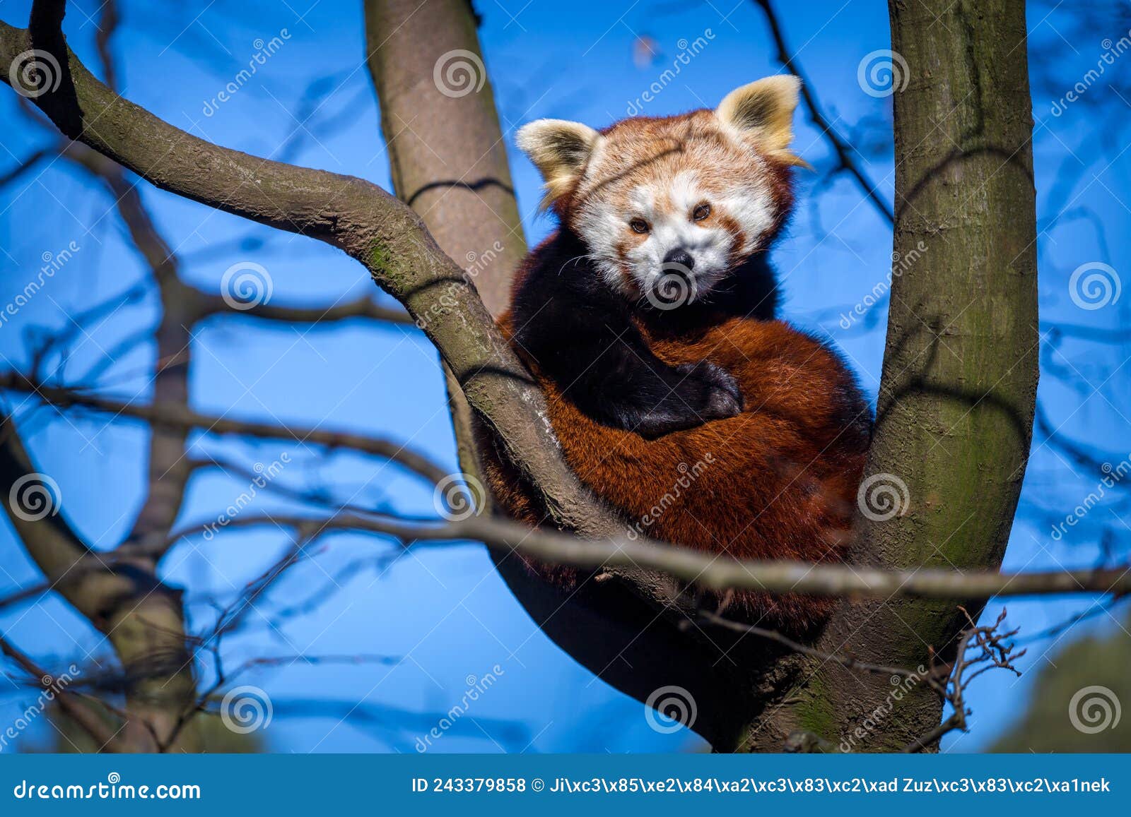 Red panda in the trees stock photo. Image of foliage - 243379858