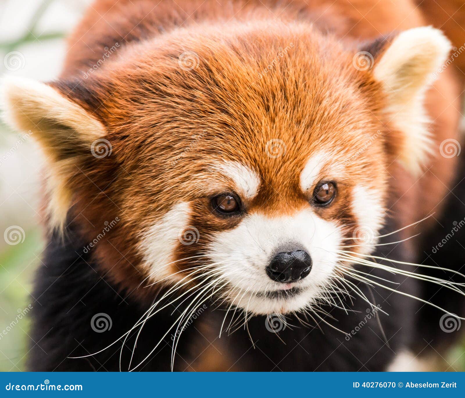 Red Panda VII stock photo. Image of cranston, island - 40276070