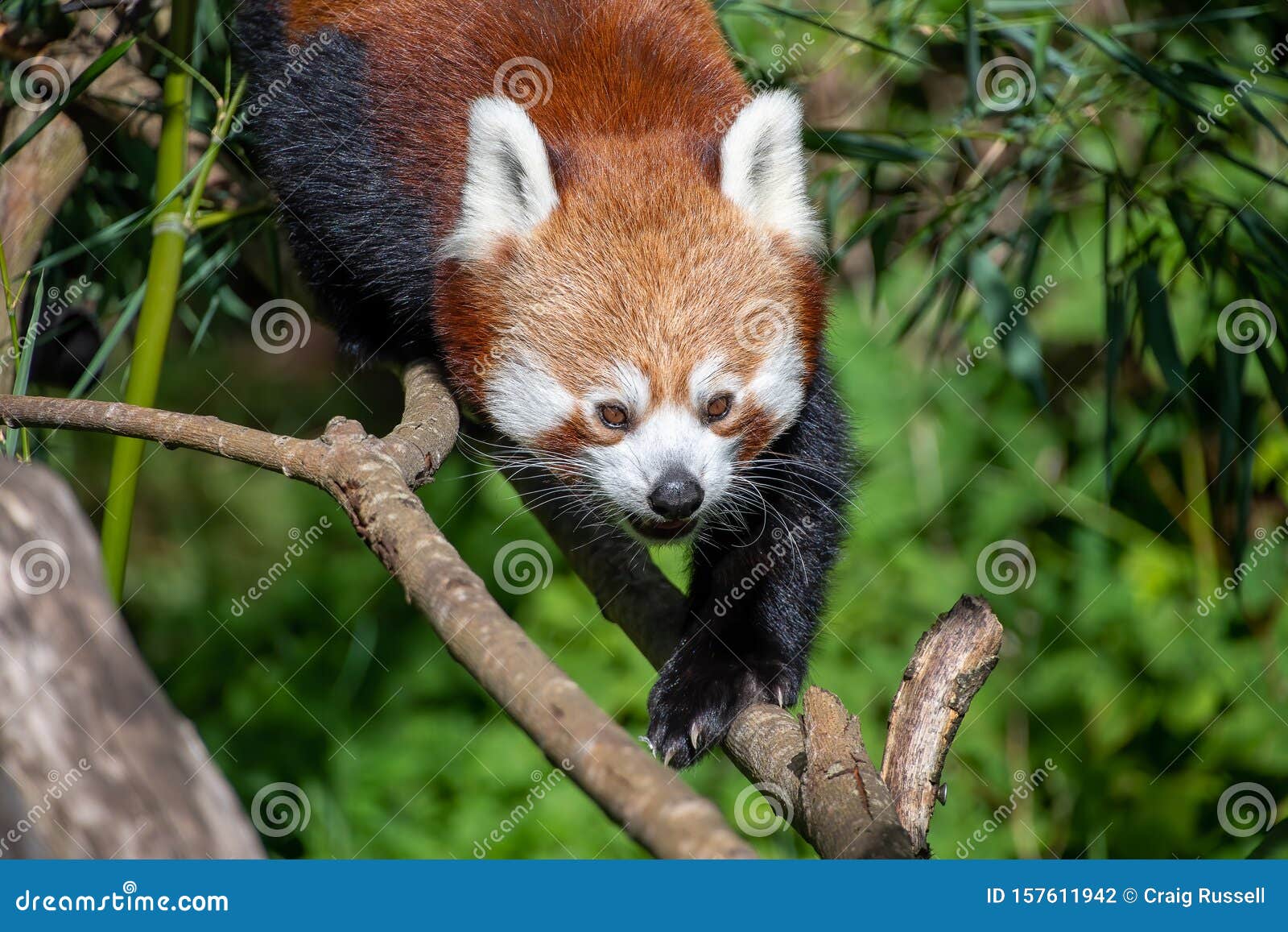 Red Panda Walking Along a Branch Stock Photo - Image of lovely, mammal ...