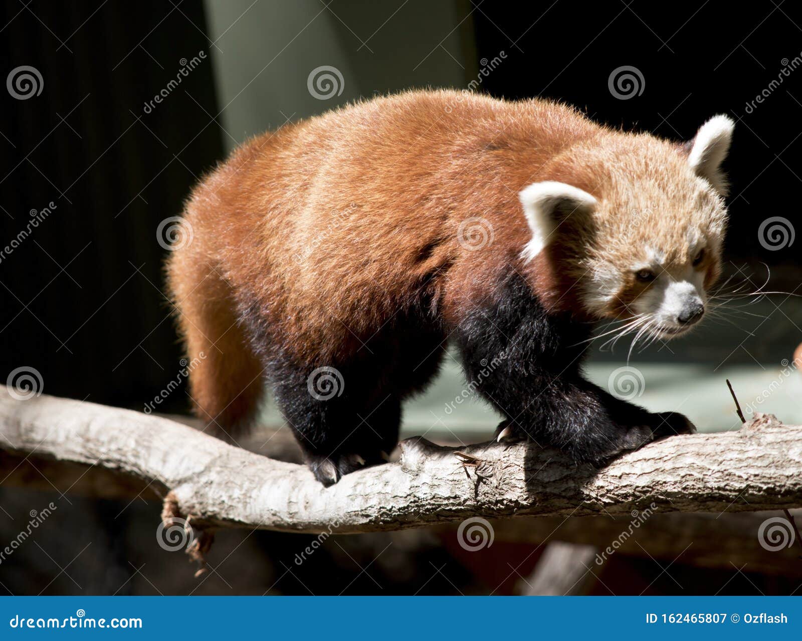 The Red Panda is Walking on a Branch Stock Image - Image of species ...
