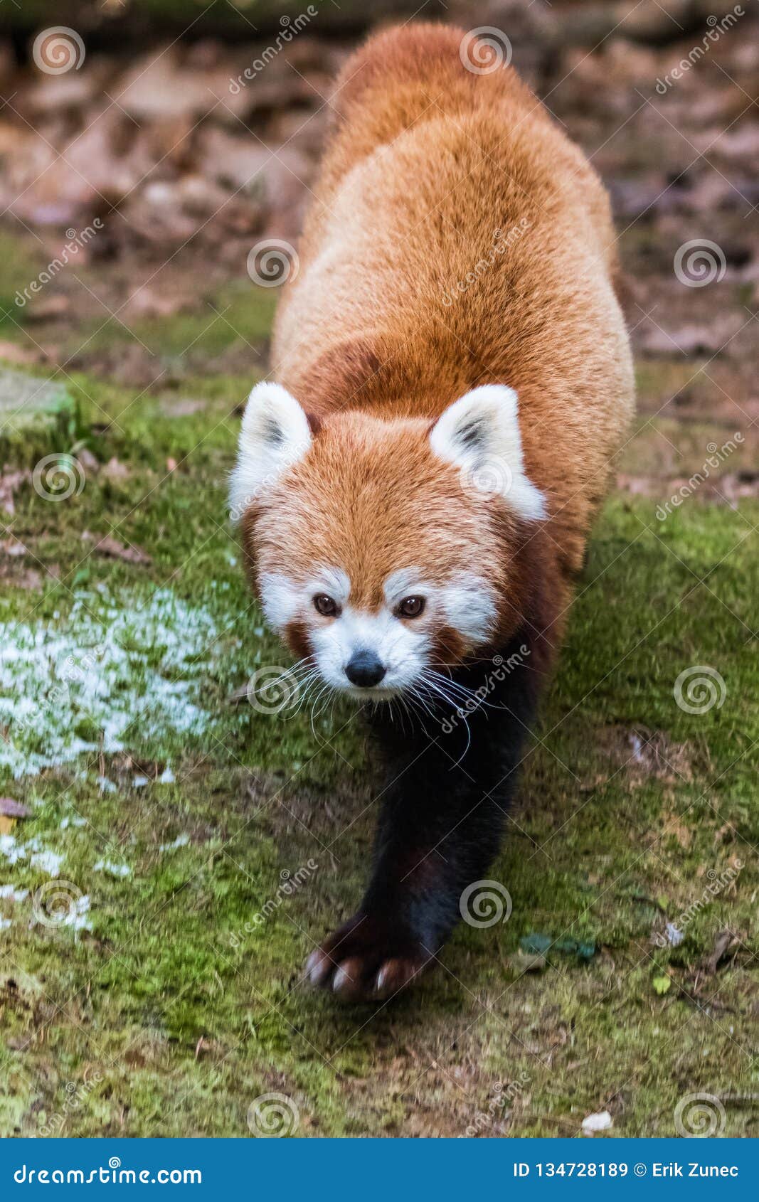 Red Panda Walking in the Forest Stock Image - Image of adorable ...