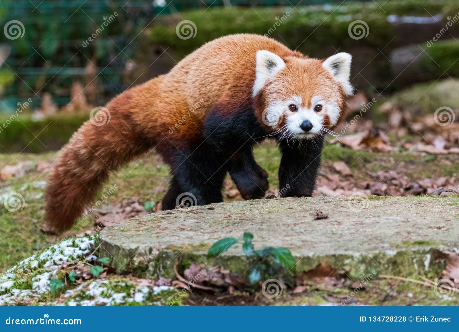 Red Panda Walking in the Forest Stock Photo - Image of fulgens, asian ...