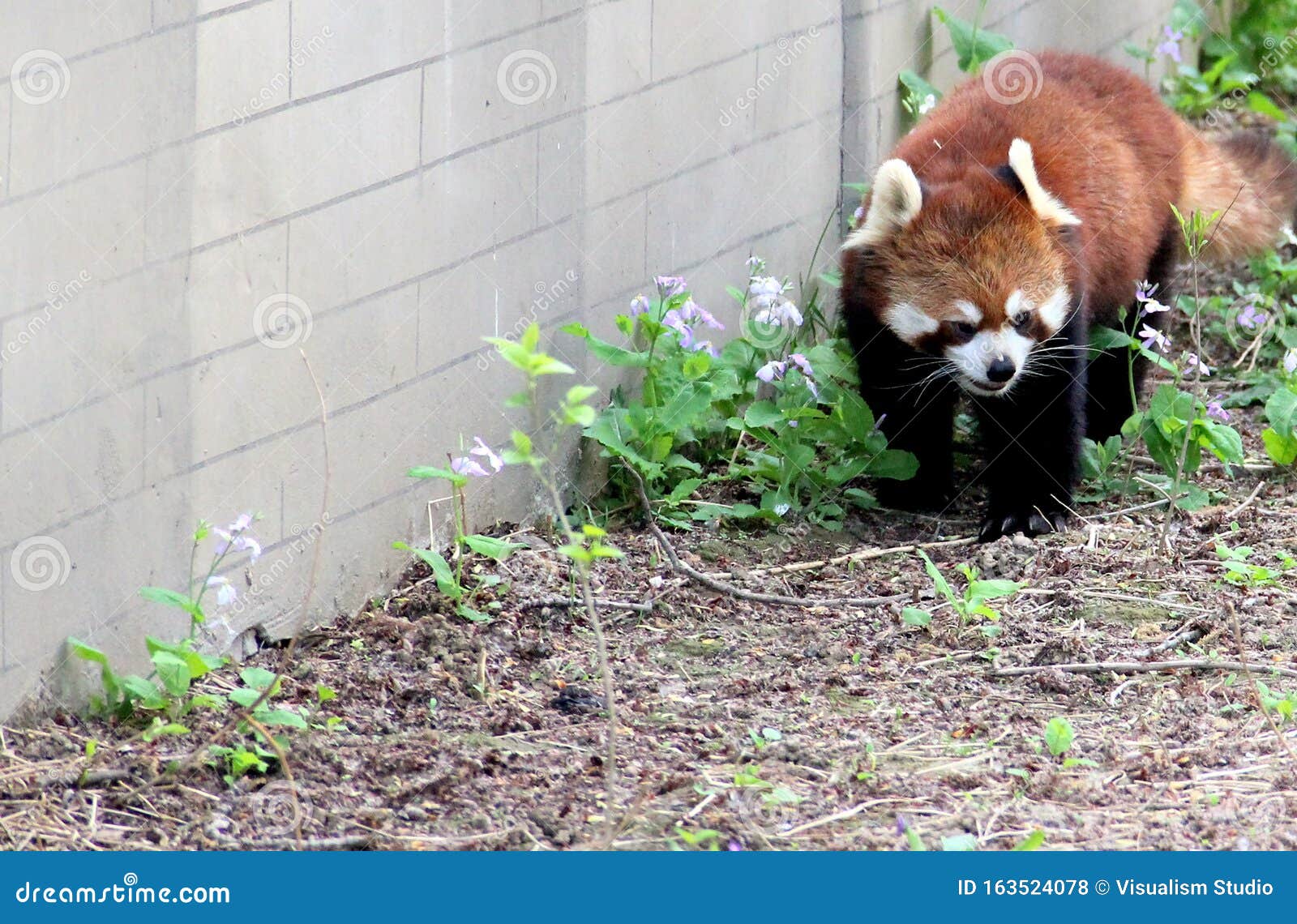 A Red Panda is Walking Inside the Cage Stock Photo - Image of asian ...