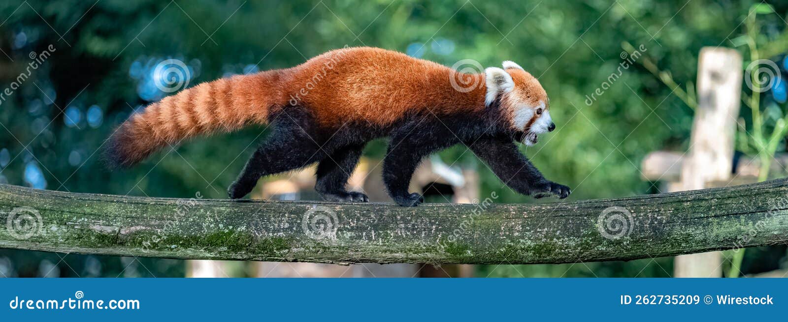 A red panda walking stock image. Image of portrait, east - 262735209