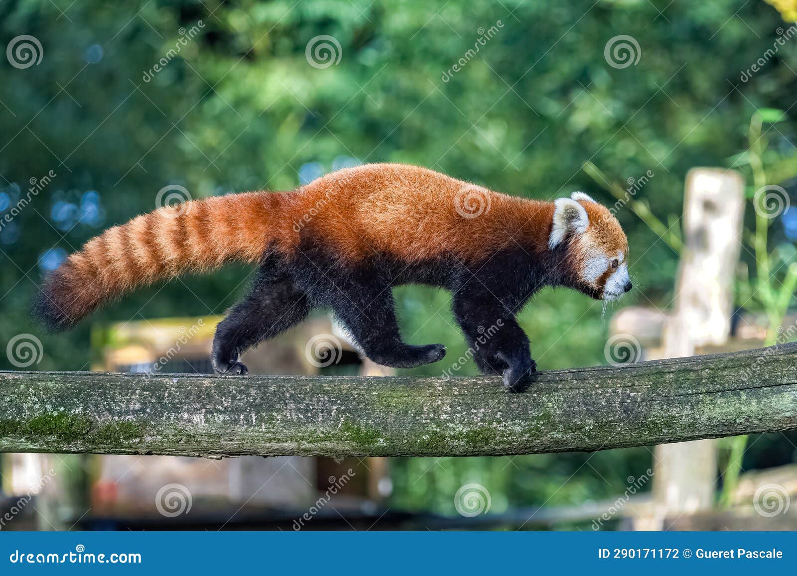 A red panda walking stock photo. Image of profile, mammal - 290171172