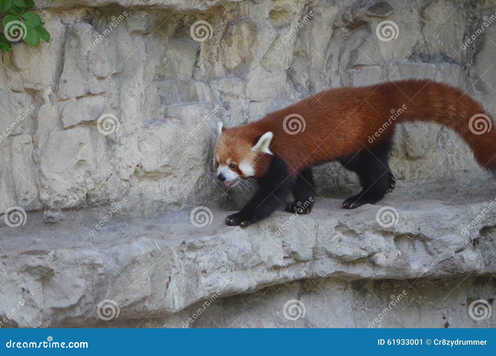 Red Panda Walking on a Rock Shelf Stock Image - Image of tail, bright ...