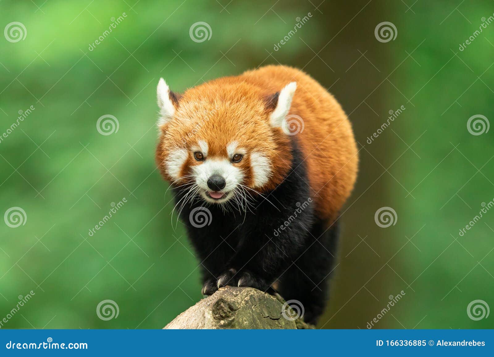 Red Panda Walking on the Tree Stock Image - Image of nepal, happy ...