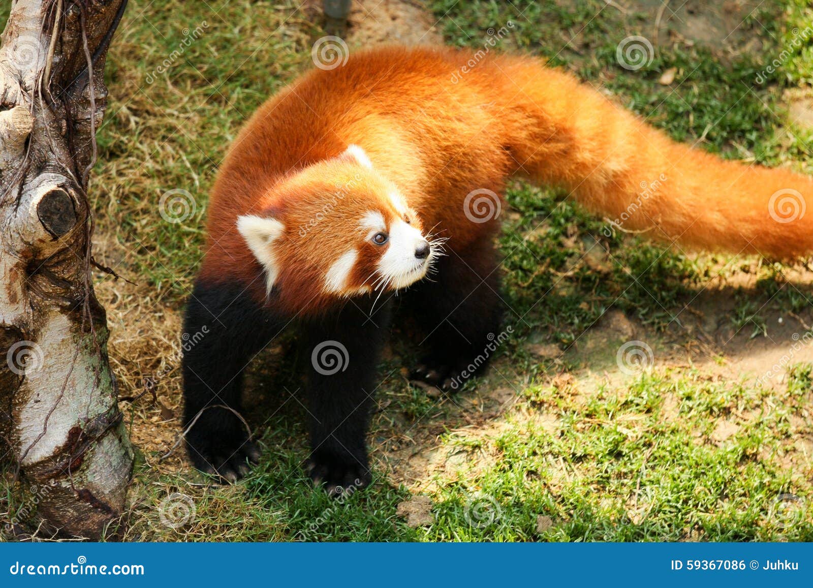 Red panda walking stock photo. Image of face, species - 59367086