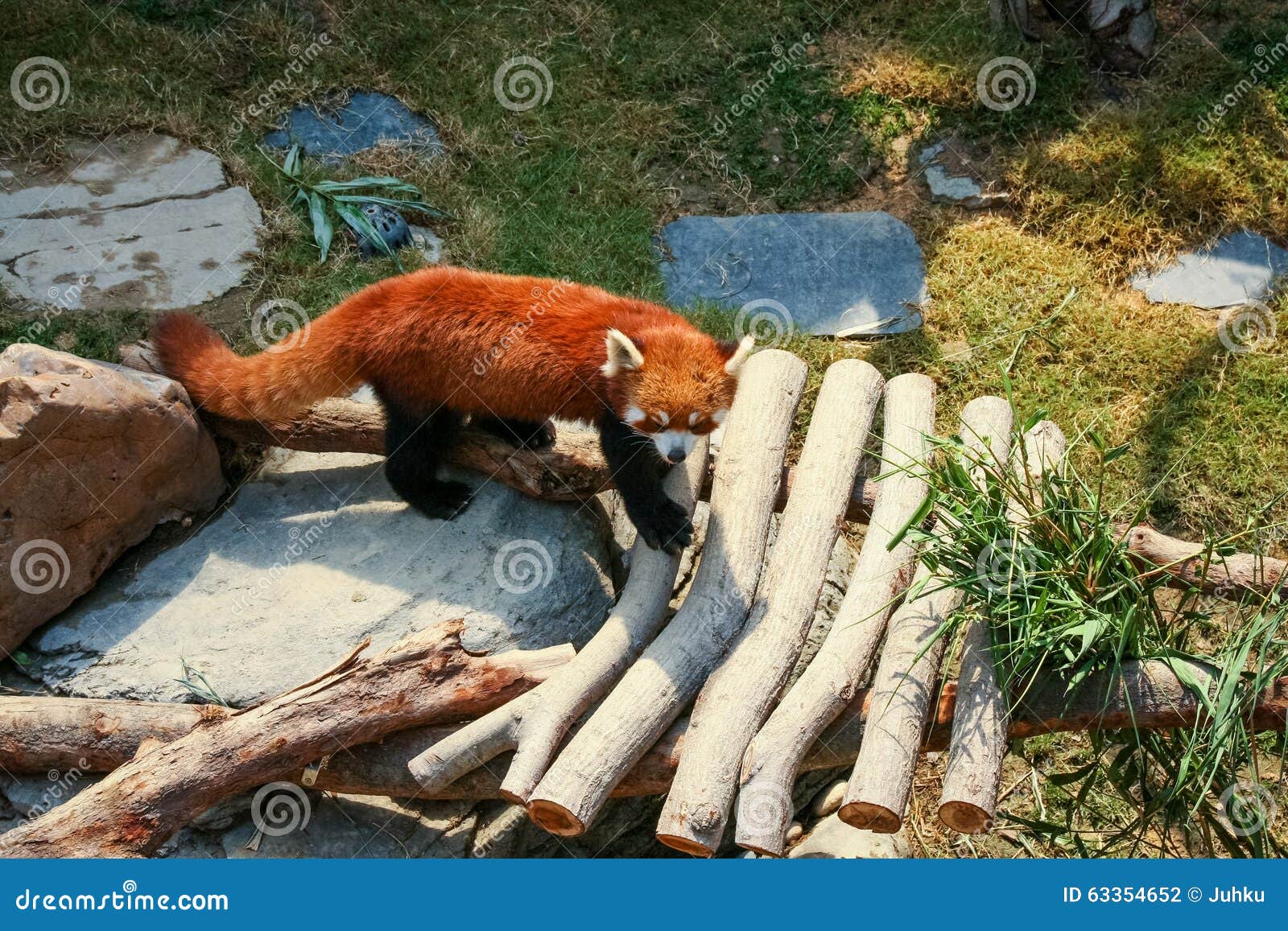 Red panda walking stock photo. Image of rock, grass, mammal - 63354652