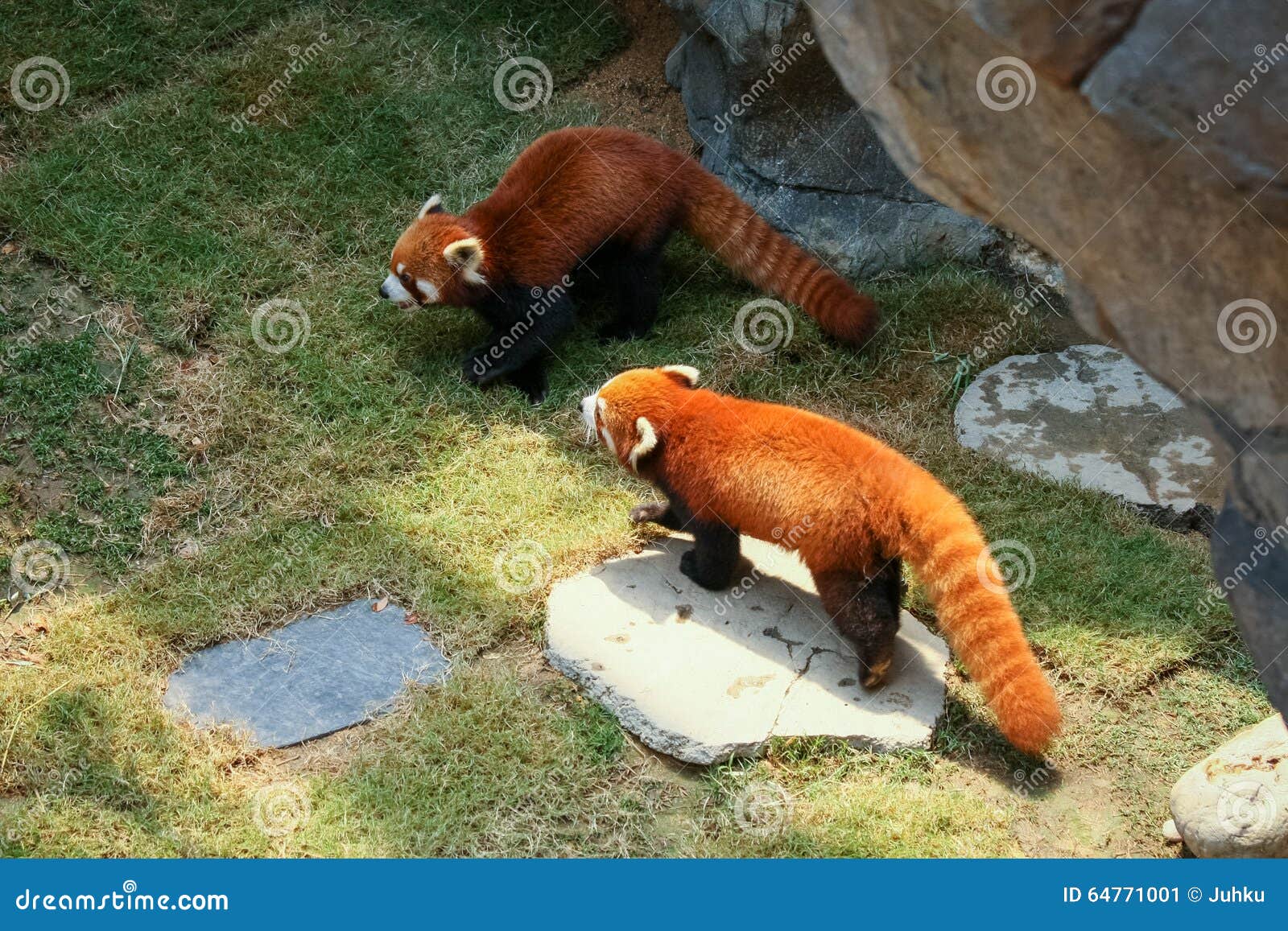 Red panda walking stock image. Image of mammal, nature - 64771001