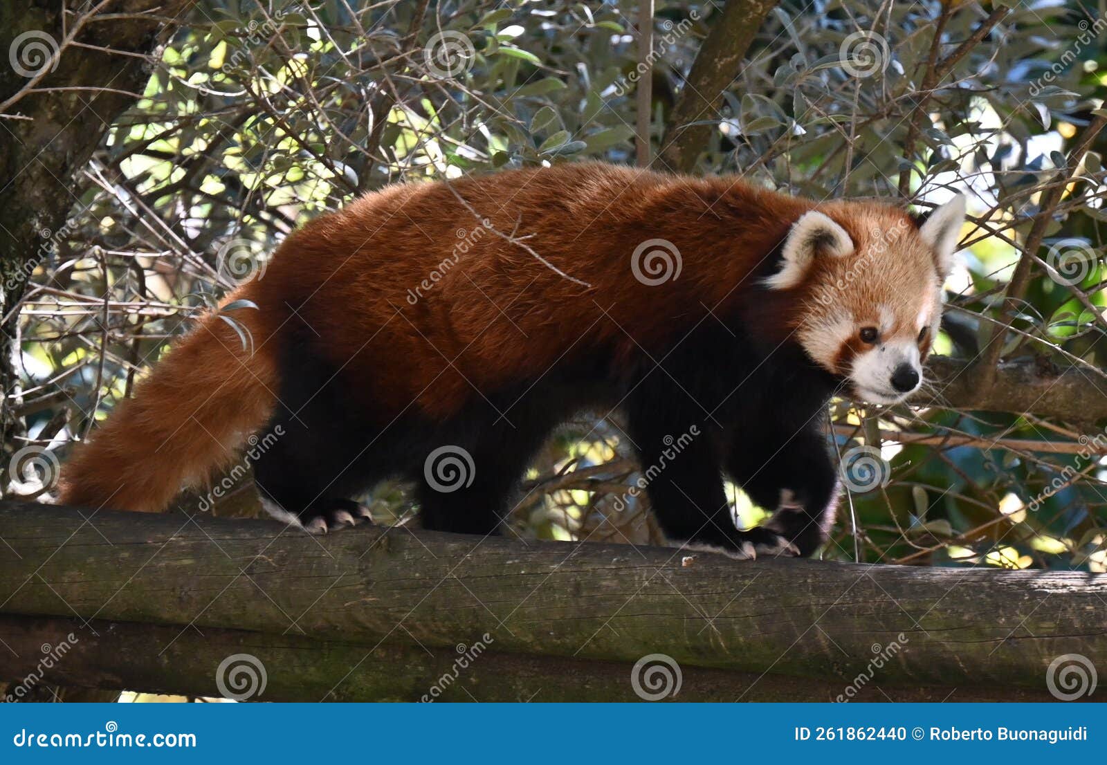 A Red Panda Walks on a Tree Stock Photo - Image of asia, conservation ...