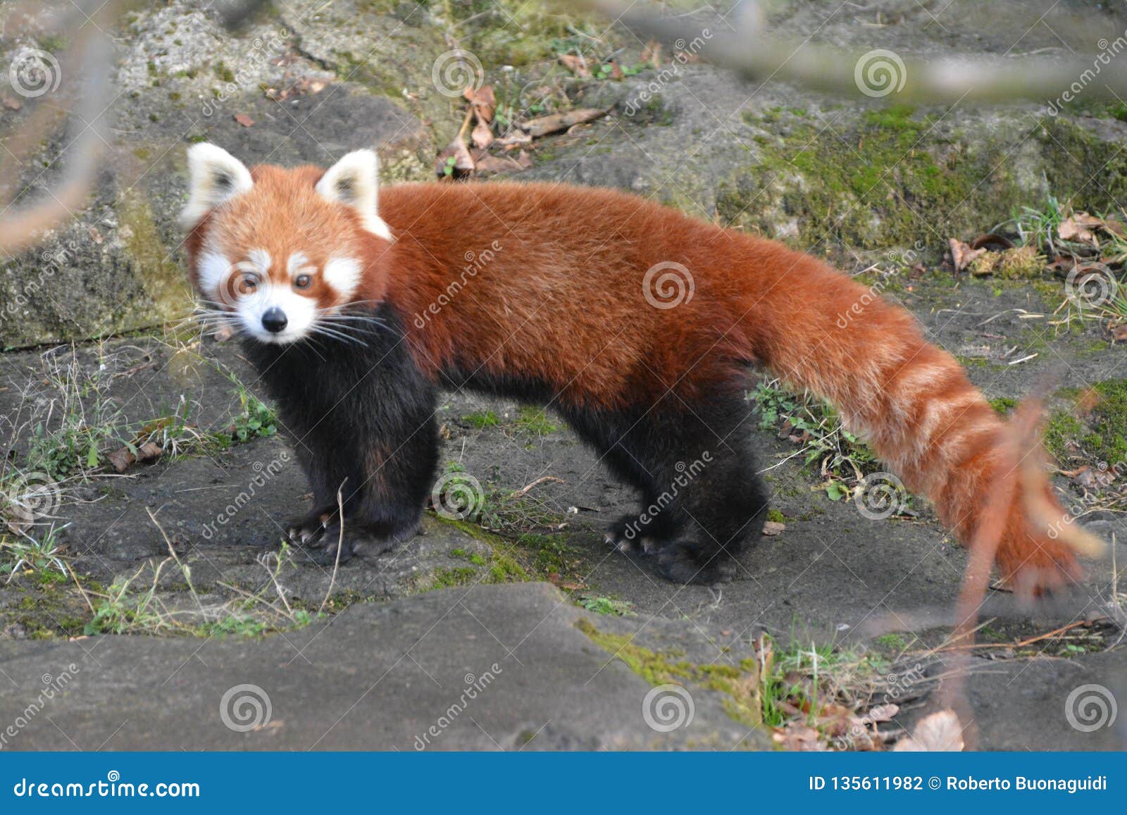 A Red Panda Wanders in Its Territory Stock Photo - Image of fauna ...
