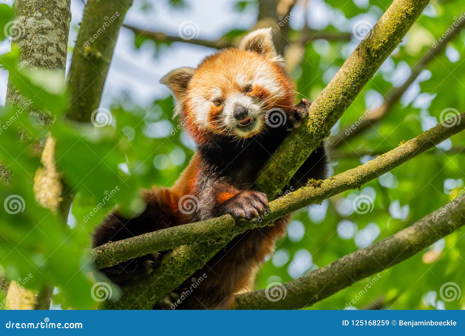 Red Panda Watching Down from Its Tree Stock Image - Image of animal ...