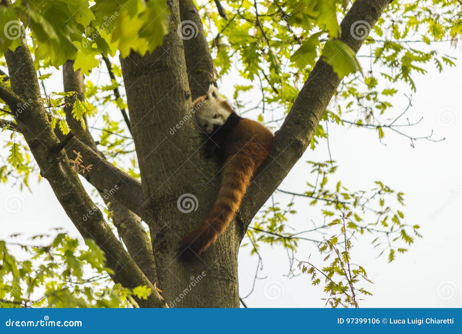 Red Panda stock photo. Image of rare, italy, panda, peace - 97399106