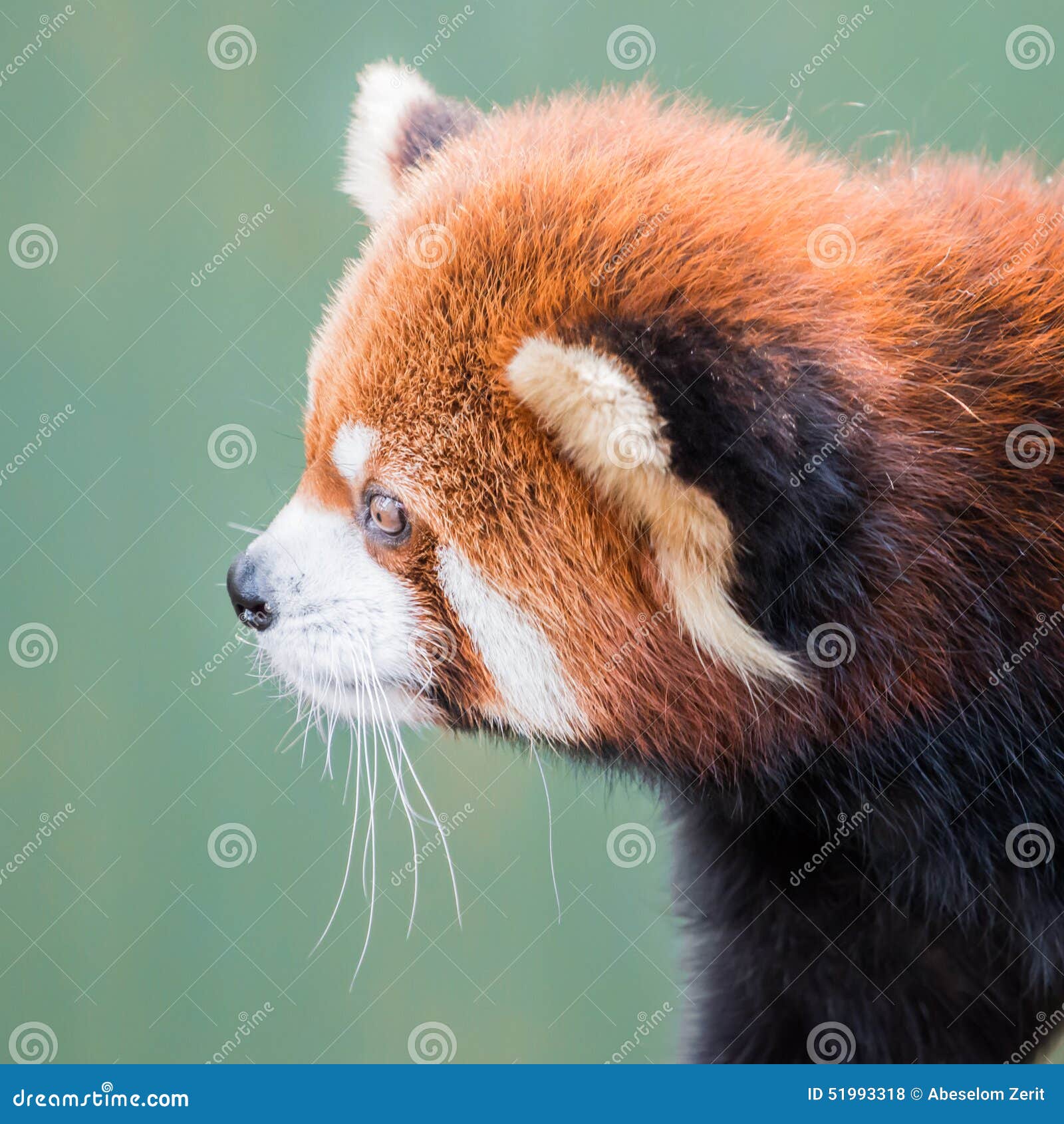 Red Panda XI stock photo. Image of mammal, rhode, animal - 51993318