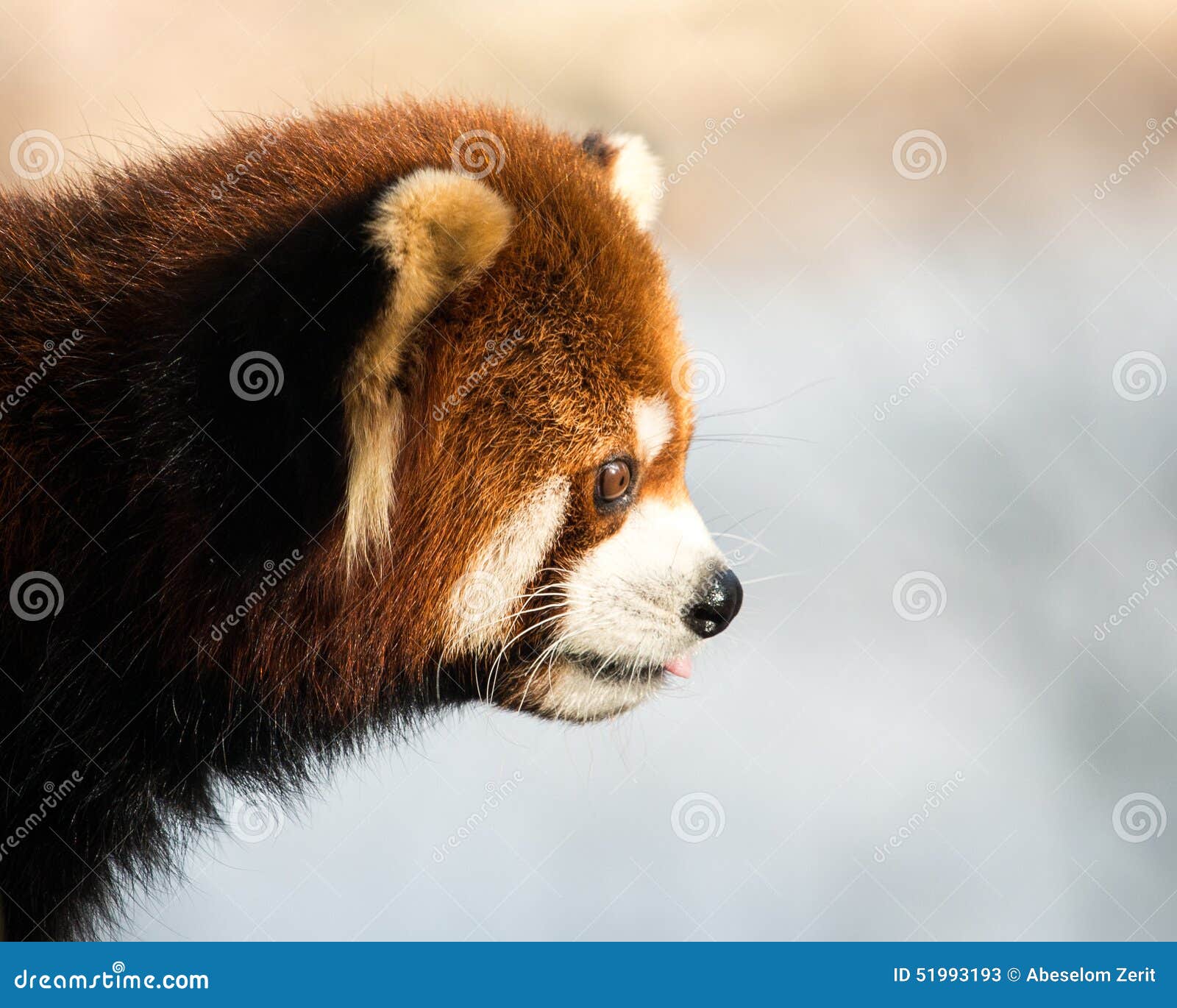 Red Panda XII stock image. Image of roger, rhode, united - 51993193