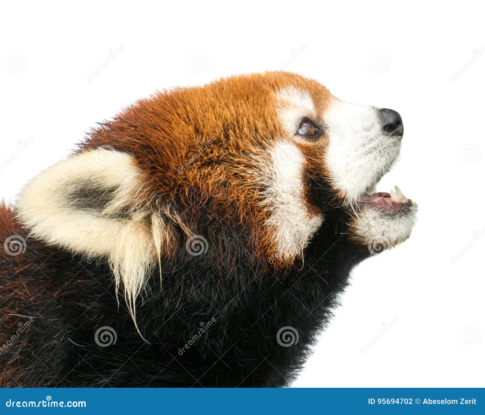 Red Panda XXII stock photo. Image of background, panda - 95694702