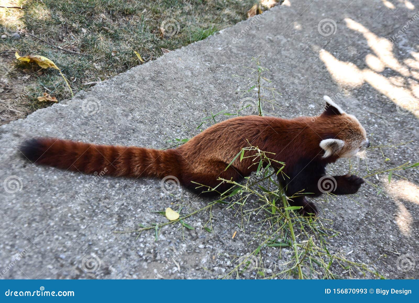 Red panda in a zoo stock image. Image of endemic, cute - 156870993