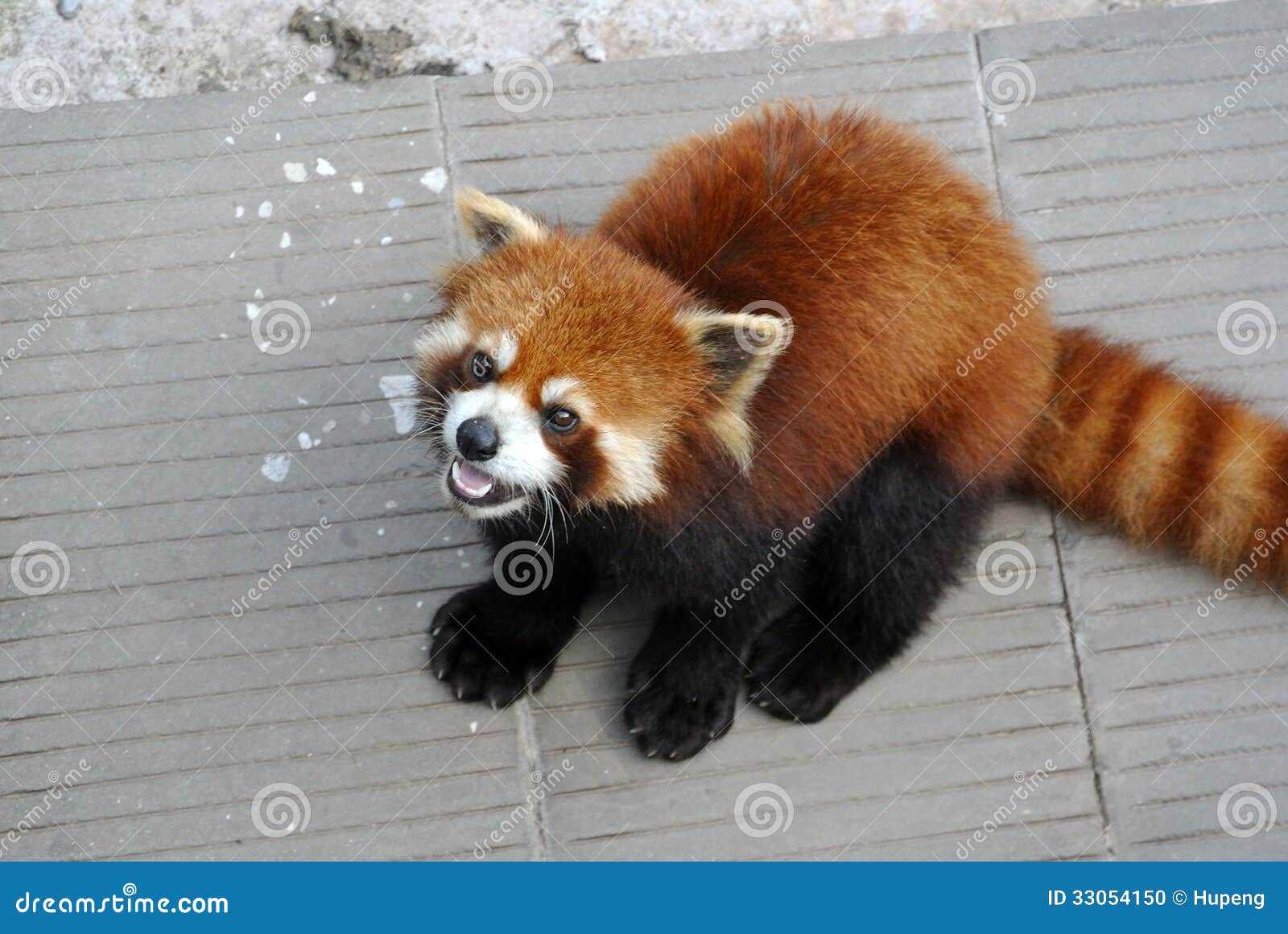 Red panda stock photo. Image of captive, feeding, eyes - 33054150
