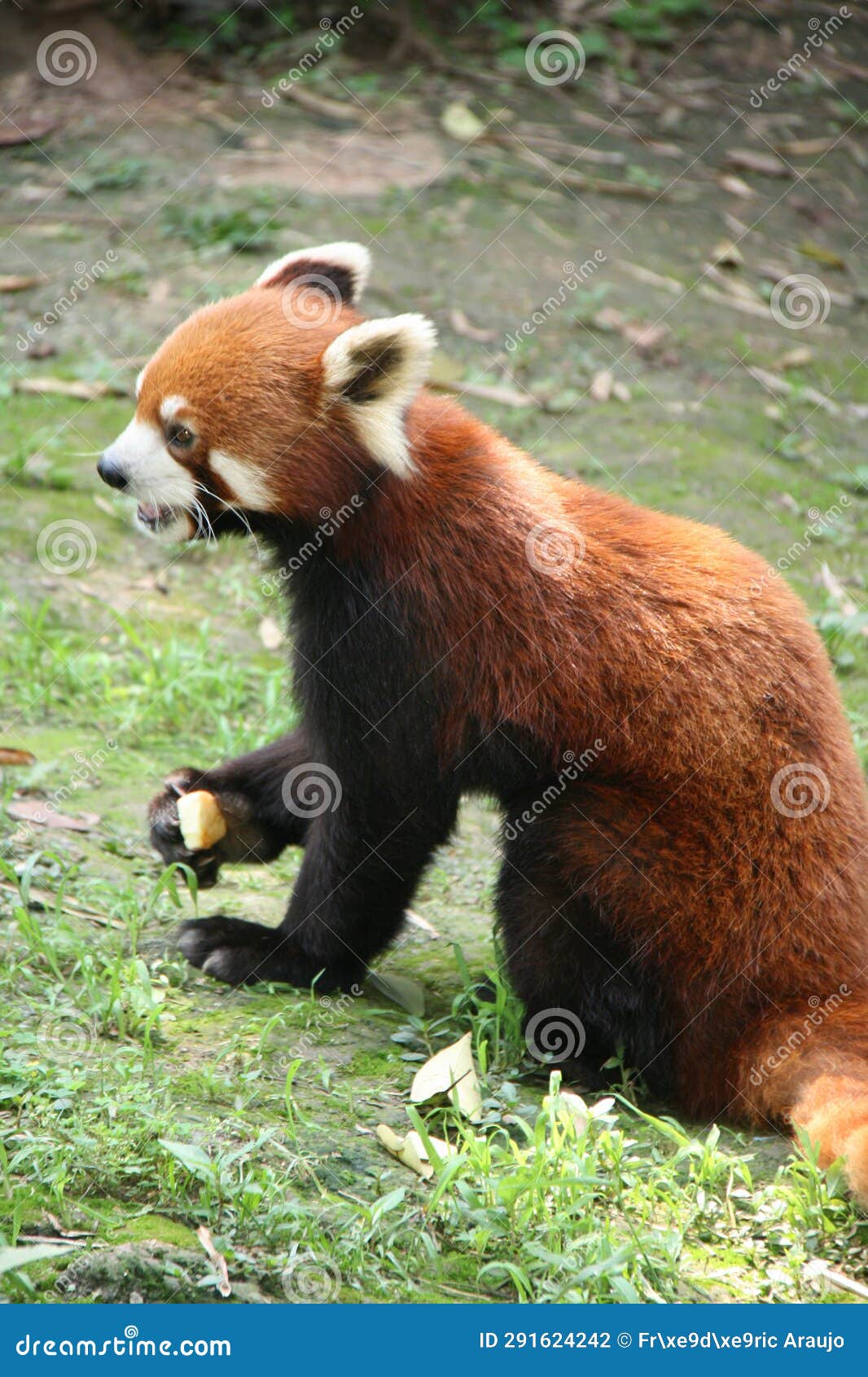 Red Panda - Chengdu - China Stock Photo - Image of animal, asia: 291624242