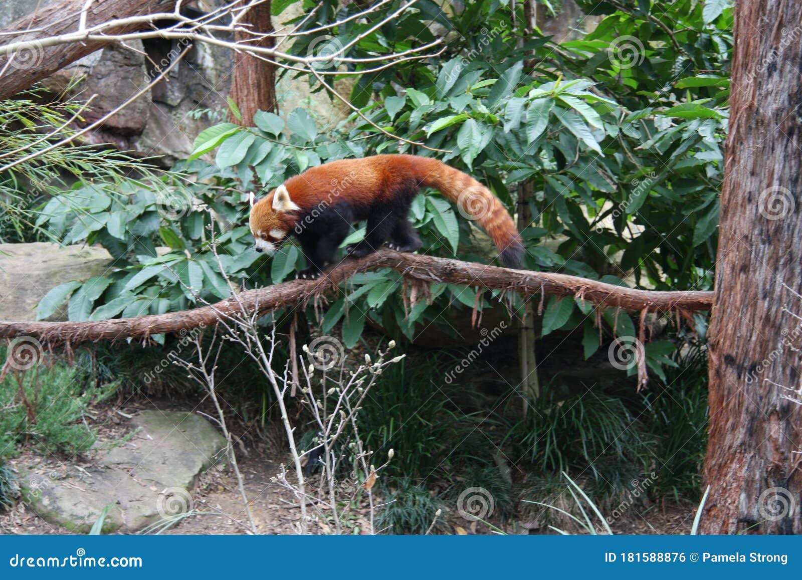 Red panda in zoo enclosure stock photo. Image of panda - 181588876