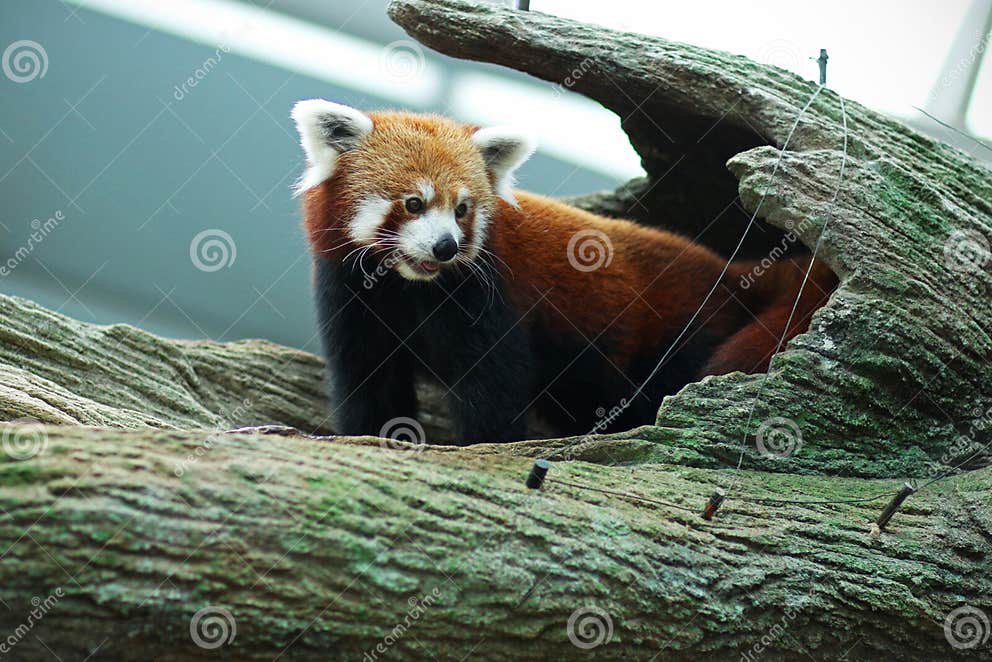 Red Panda stock image. Image of safari, enclosure, animal - 40217205