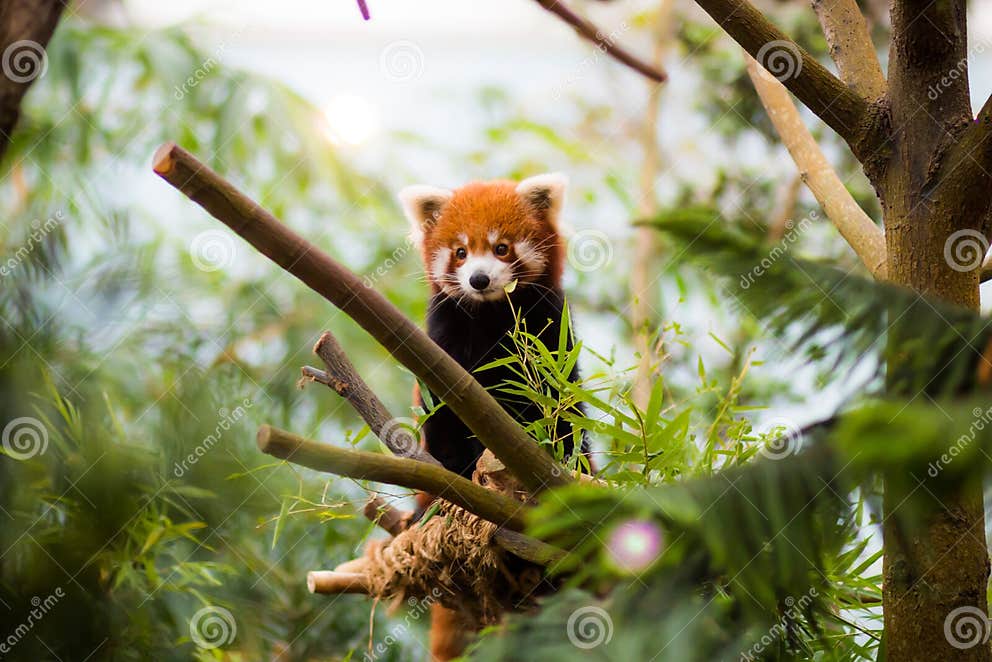 Red Panda stock photo. Image of travel, trunk, sleep - 62623828