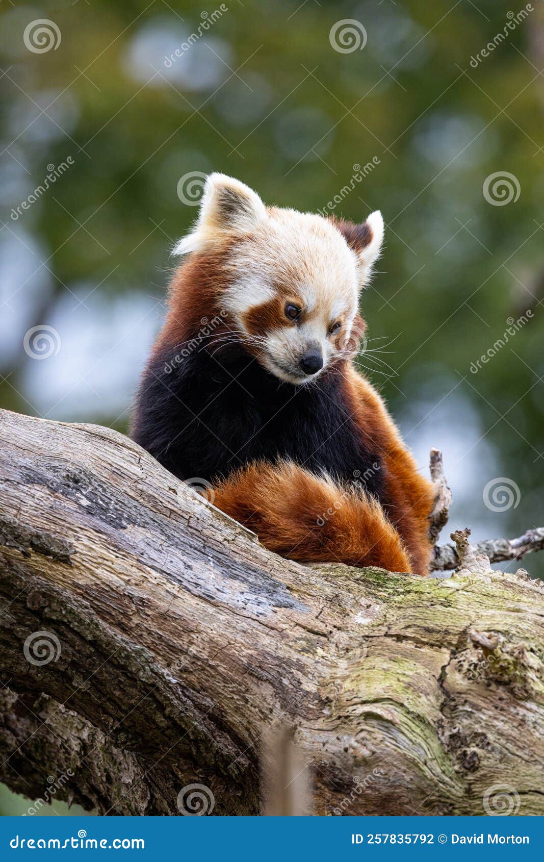 Red Panda in Zoo Environment Stock Photo - Image of branch, black ...