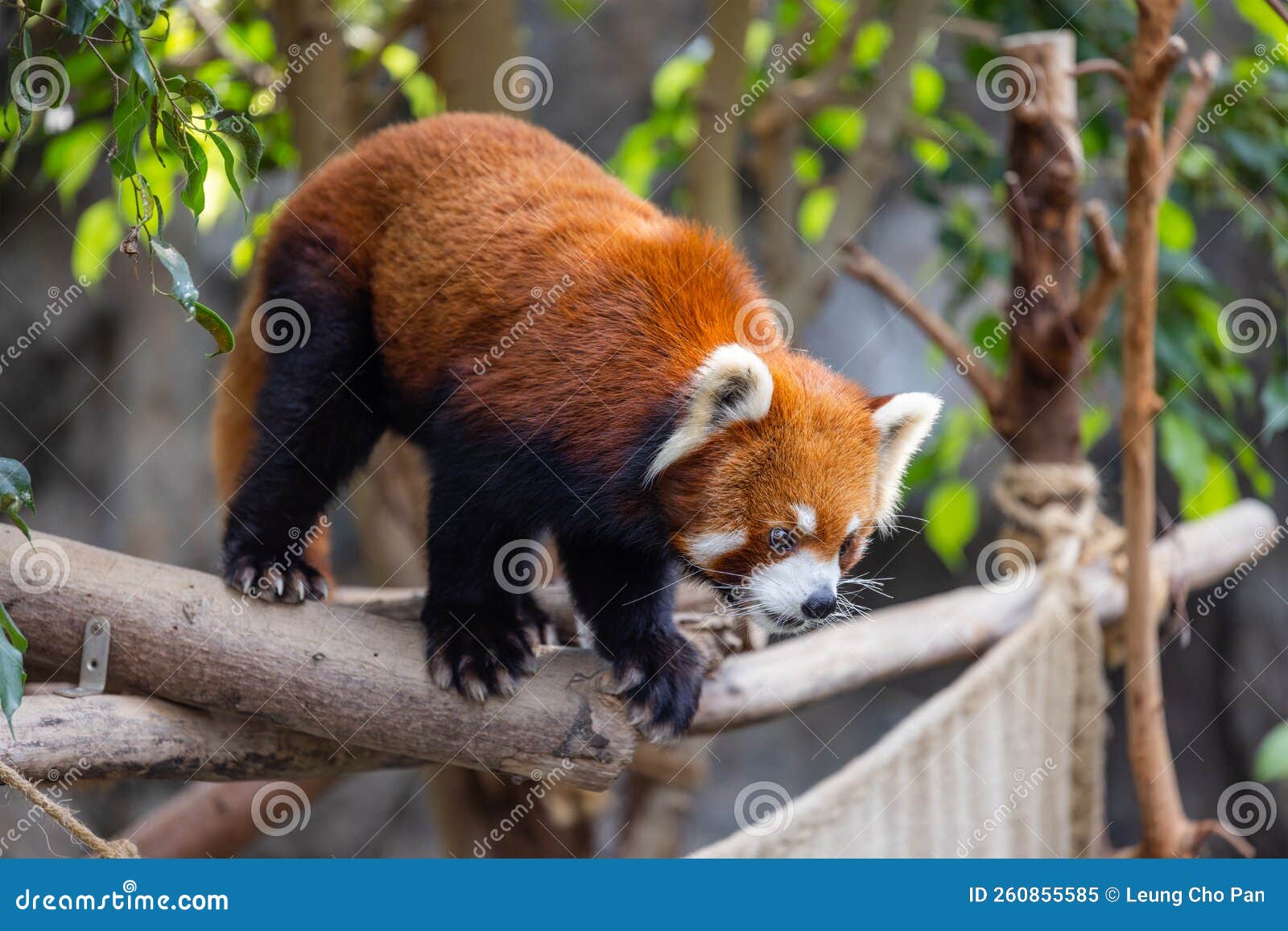 Red panda in zoo park stock image. Image of tree, forest - 260855585