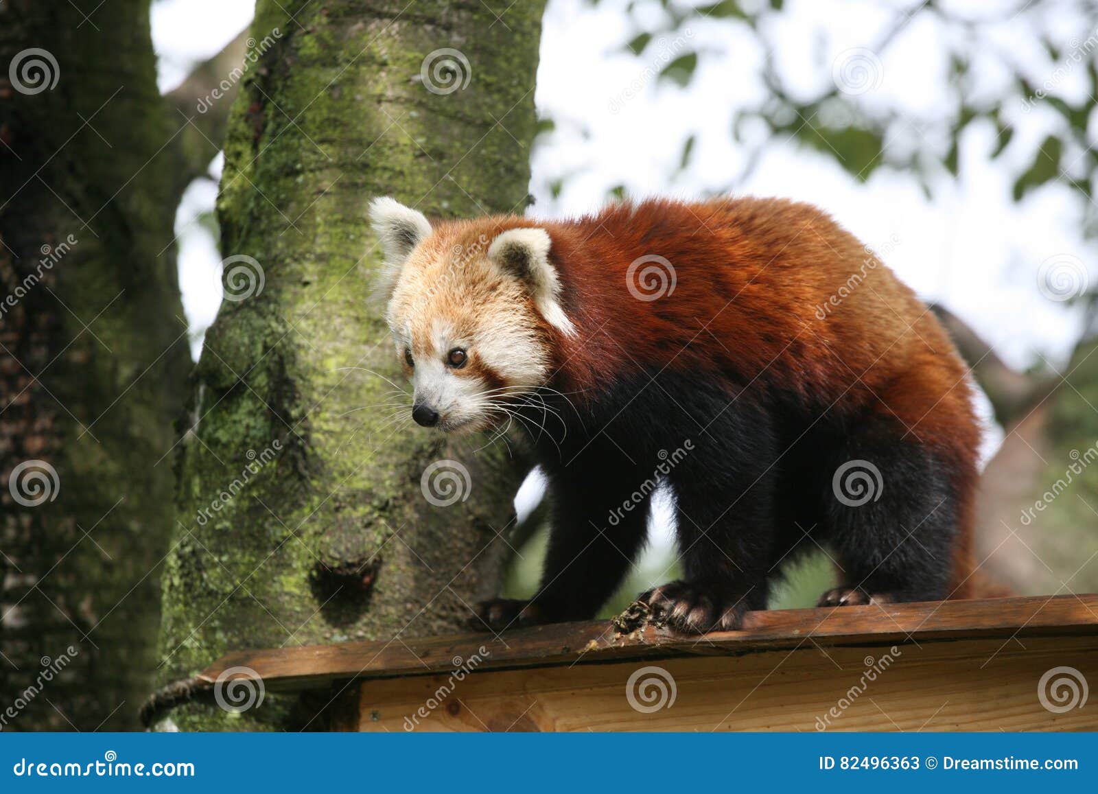 Red panda stock image. Image of bearcat, standing, mammal - 82496363