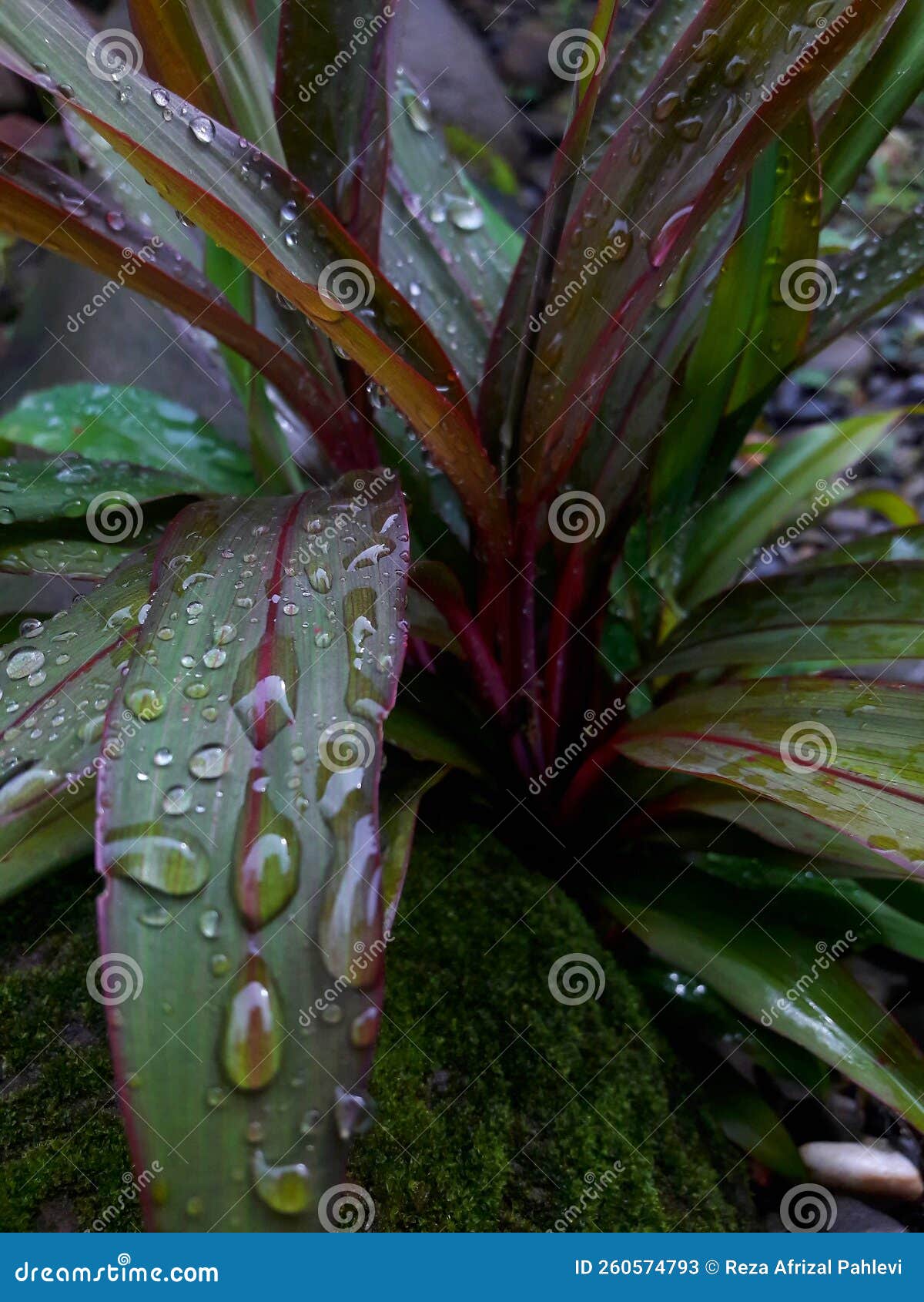 Red Pandanus Grass Growing among the Rocks November 2022 Stock Image ...