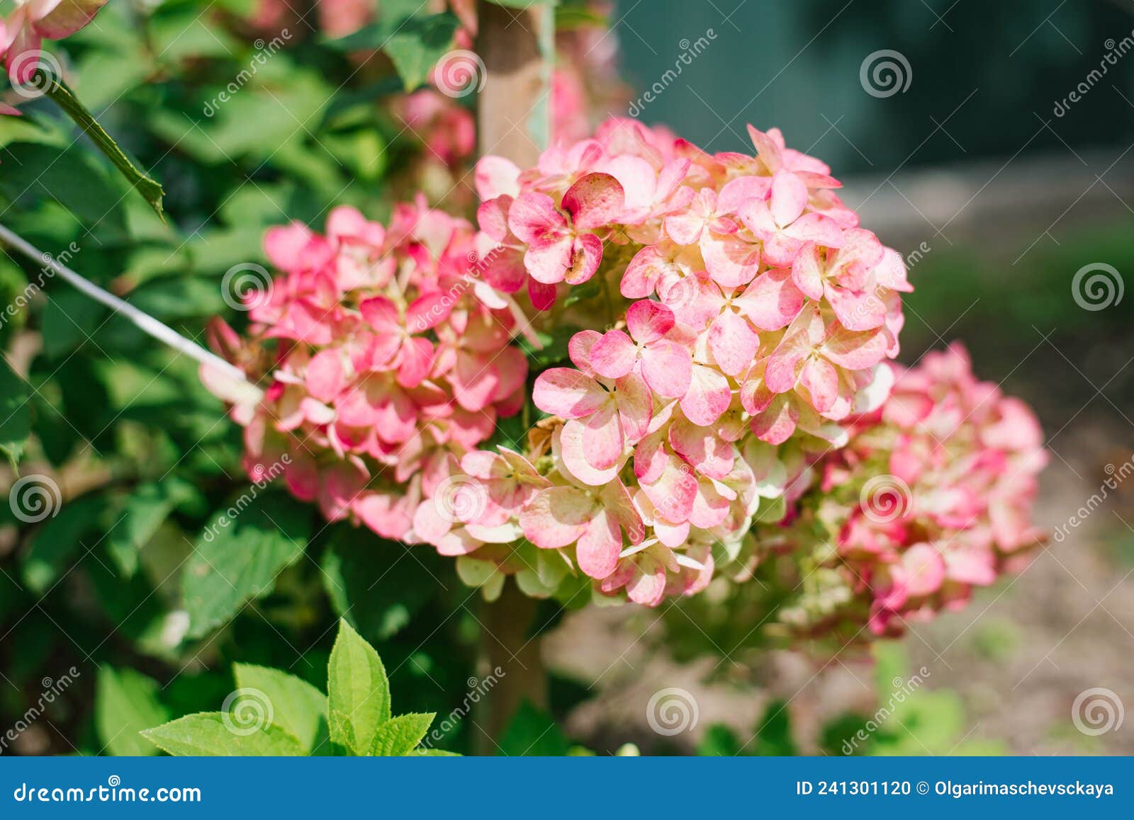 Red Paniculate Hydrangea in the Garden Editorial Image - Image of ...