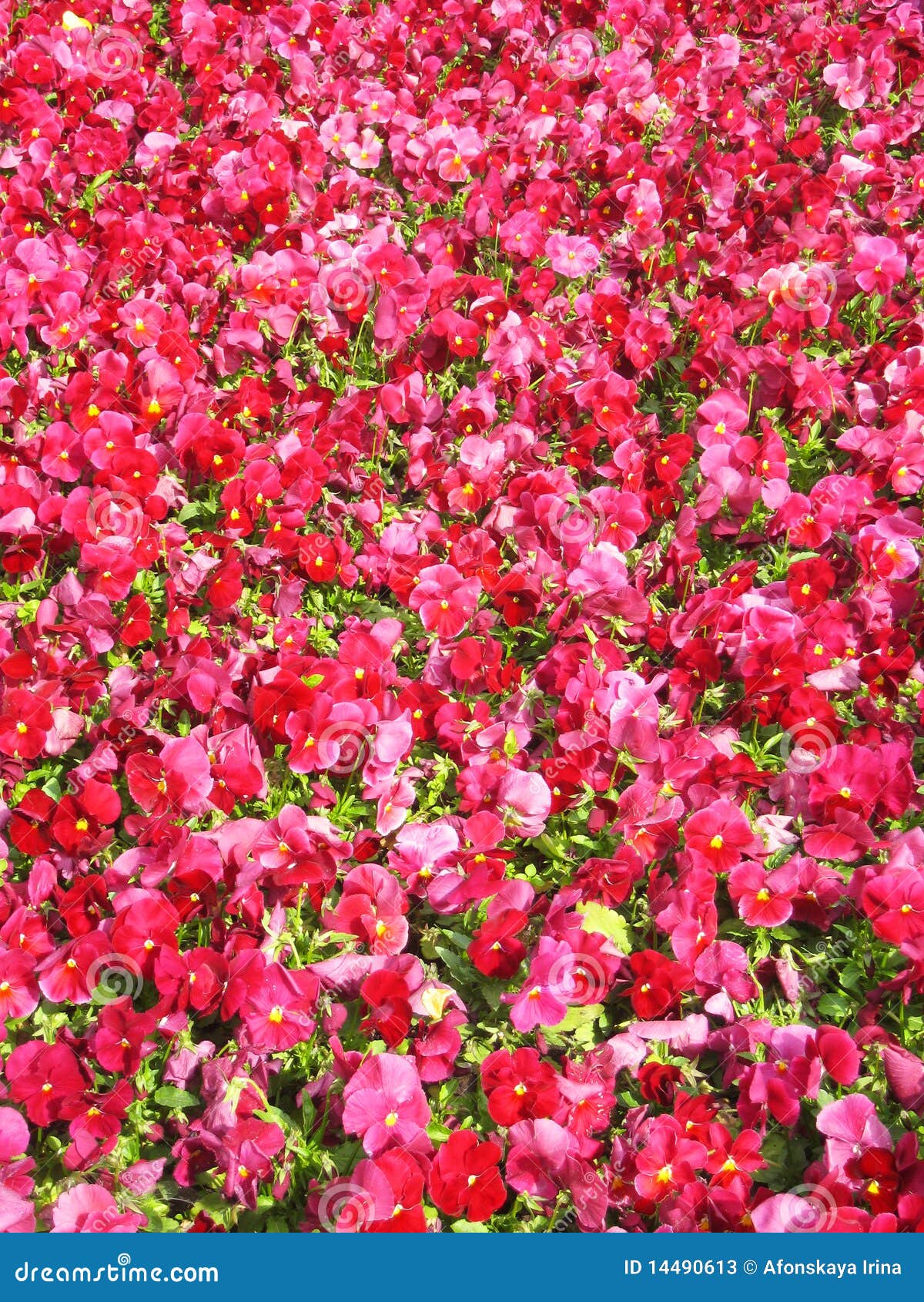 Red pansies stock image. Image of plant, flower, garden - 14490613