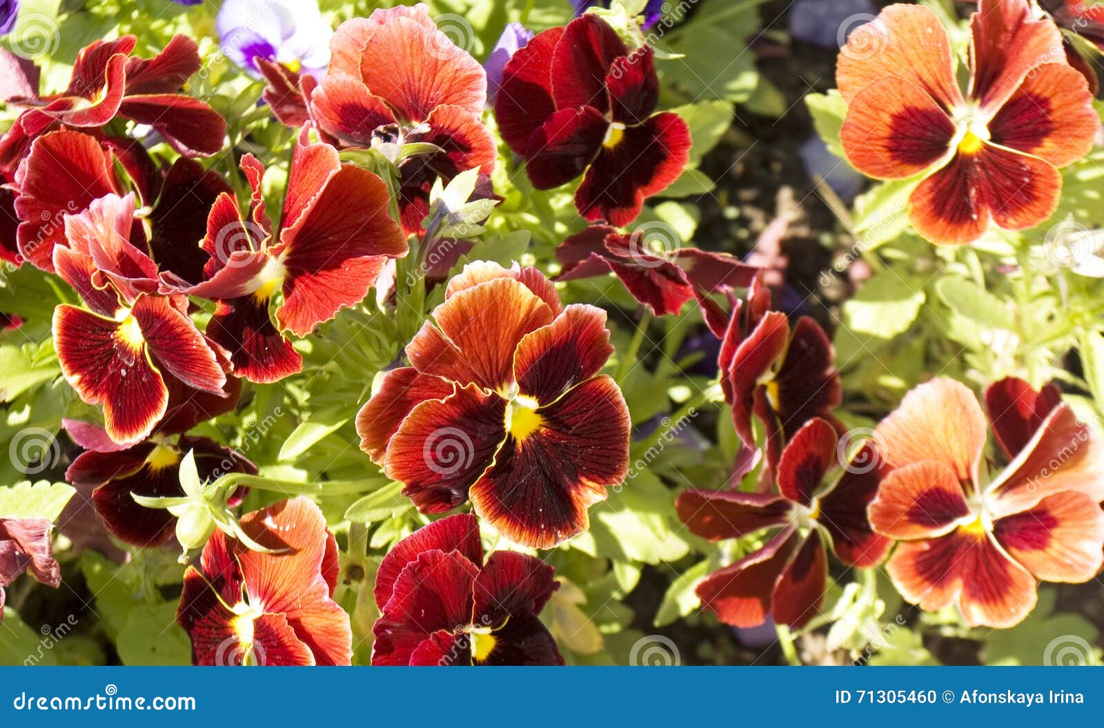 Red Pansies (viola Tricolor) Stock Photo - Image of pansy, blossom ...