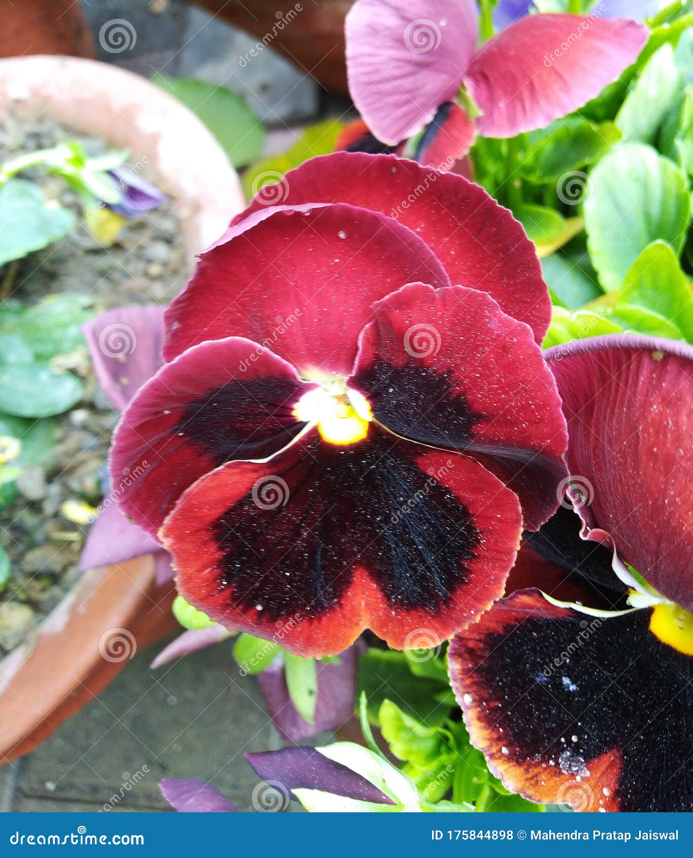 Red Pansy Flower in Garden Beautiful Stock Photo - Image of pansy ...