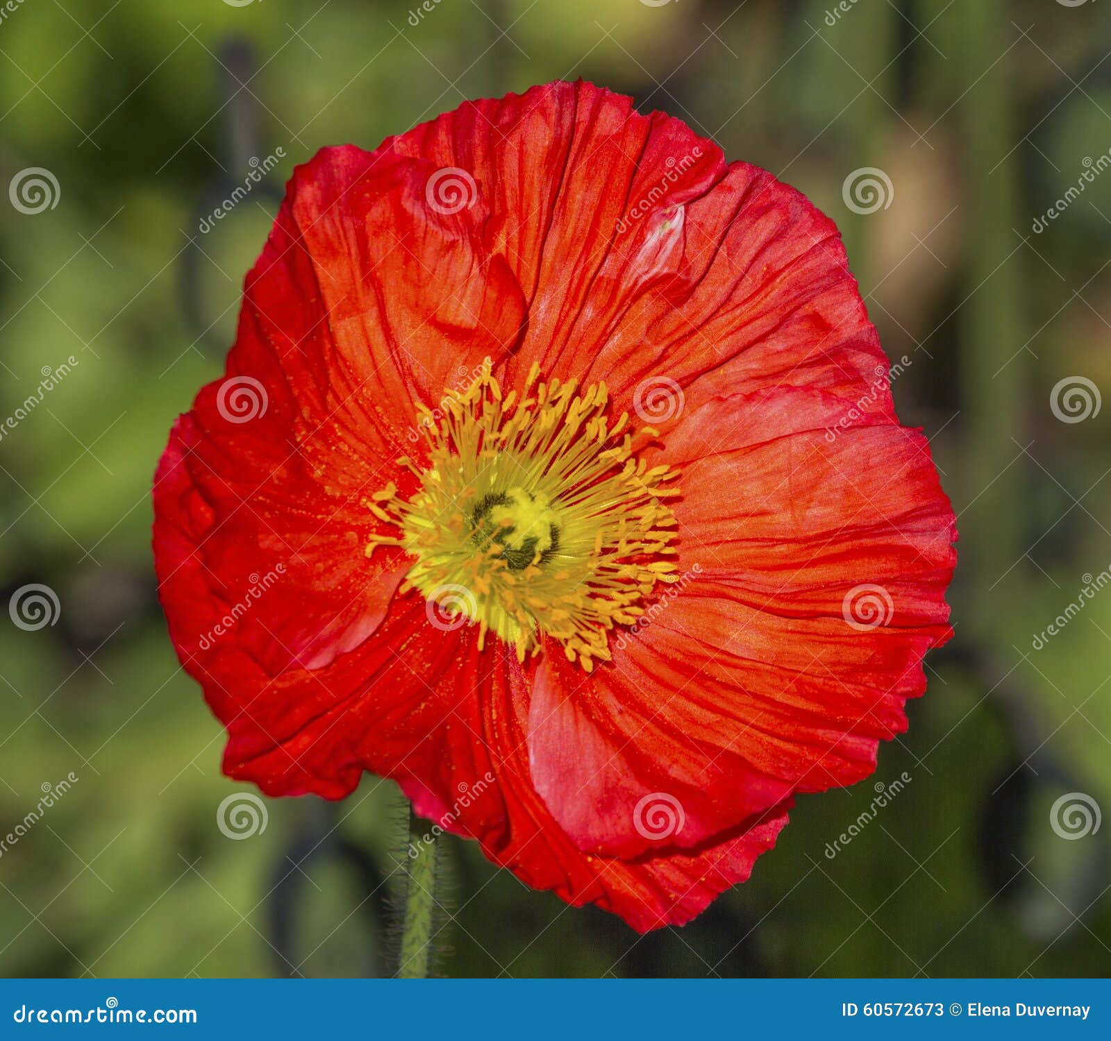 Red papaver flower stock image. Image of green, macro - 60572673