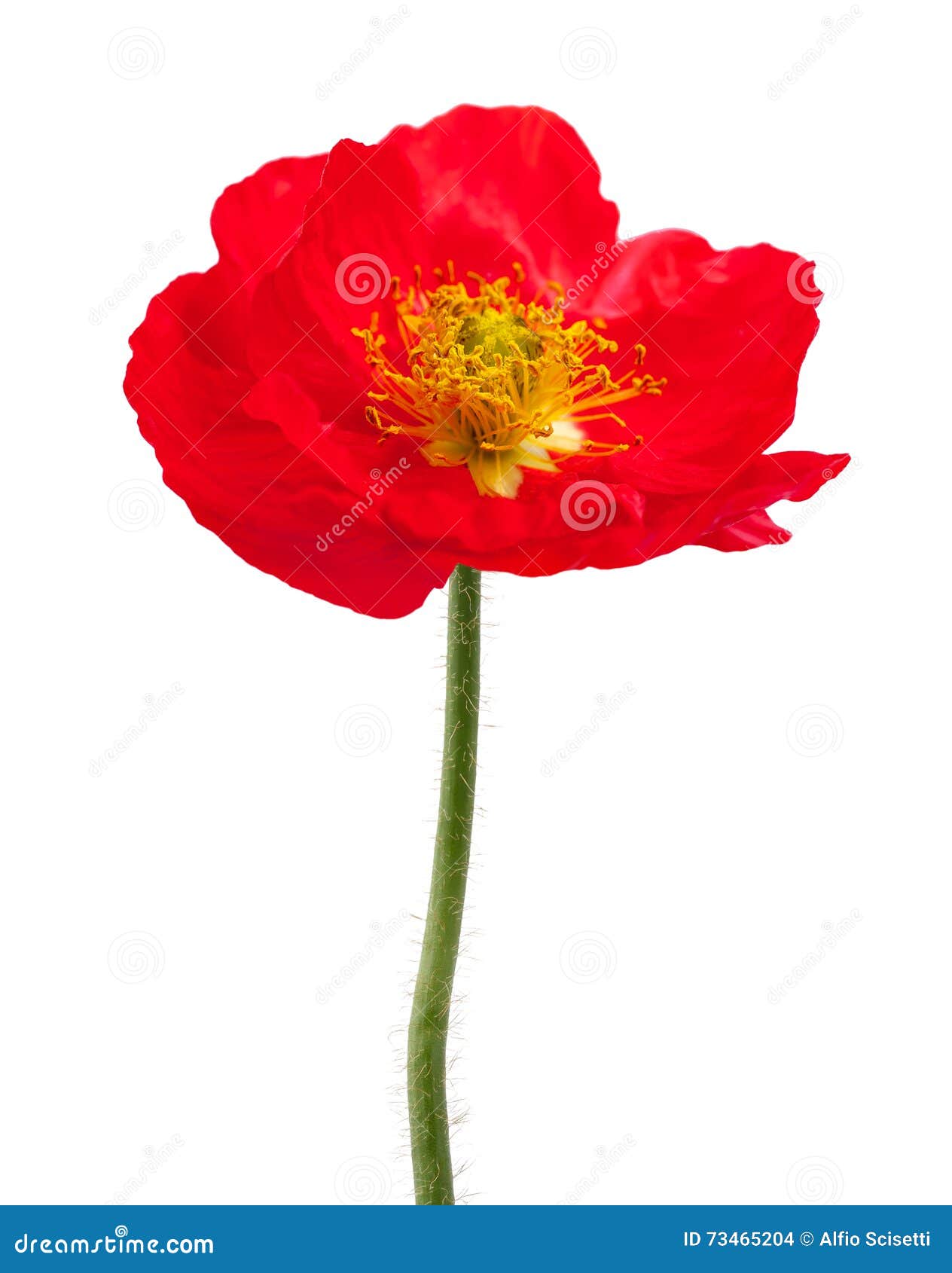 Red papaver stock photo. Image of stem, weed, coquelicot - 73465204