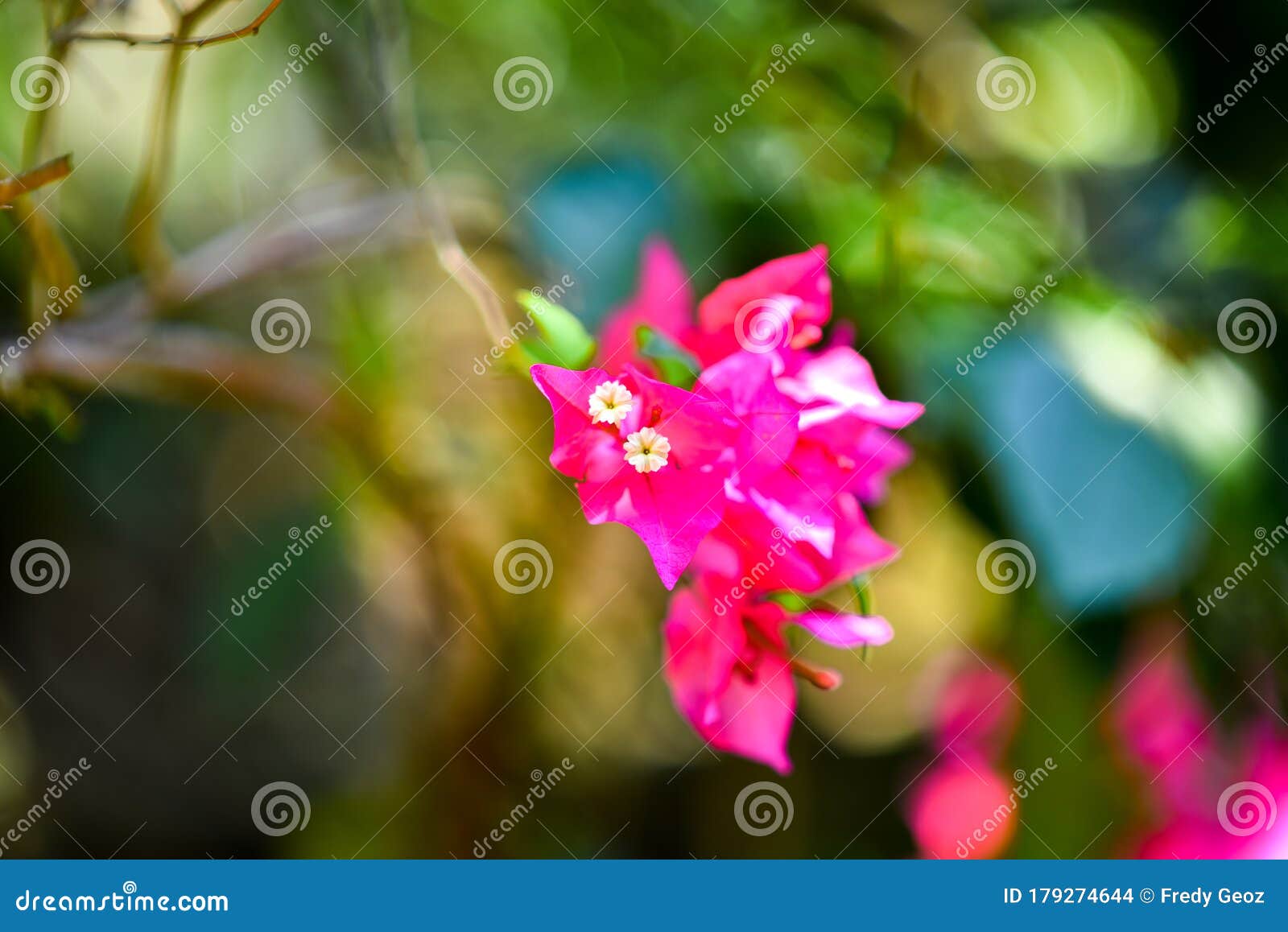 Red paper flower stock photo. Image of yellow, paper - 179274644