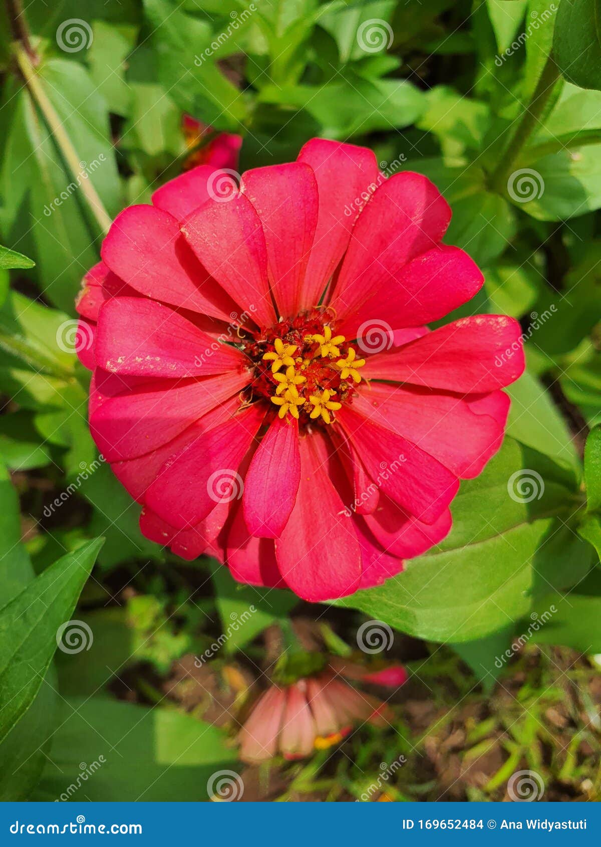 Red Paper Flower in the Garden Stock Photo - Image of green, flower ...