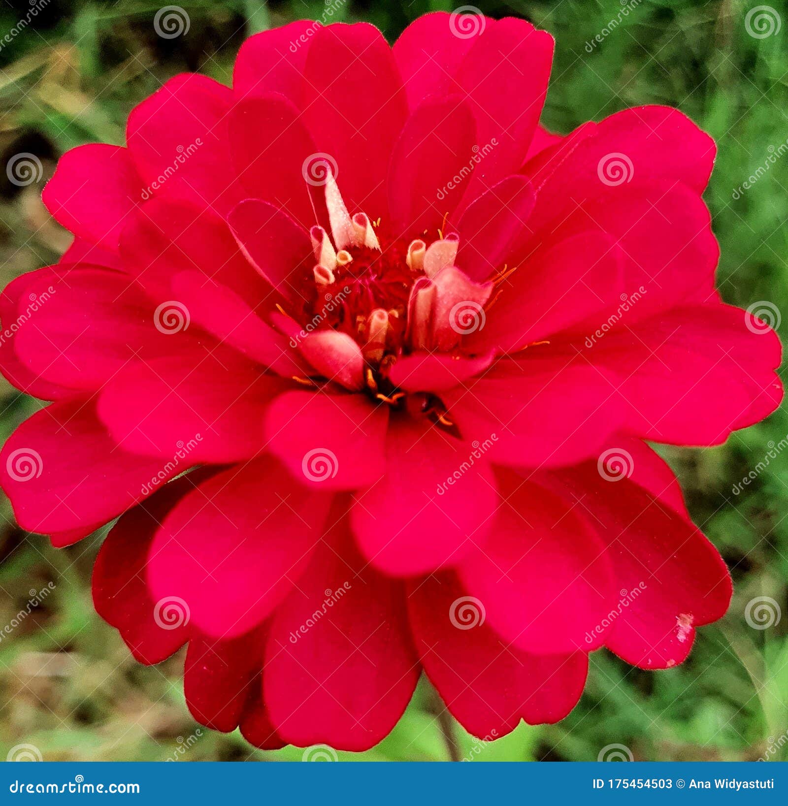 A Red Paper Flower in the Garden Stock Image - Image of nature, floral ...