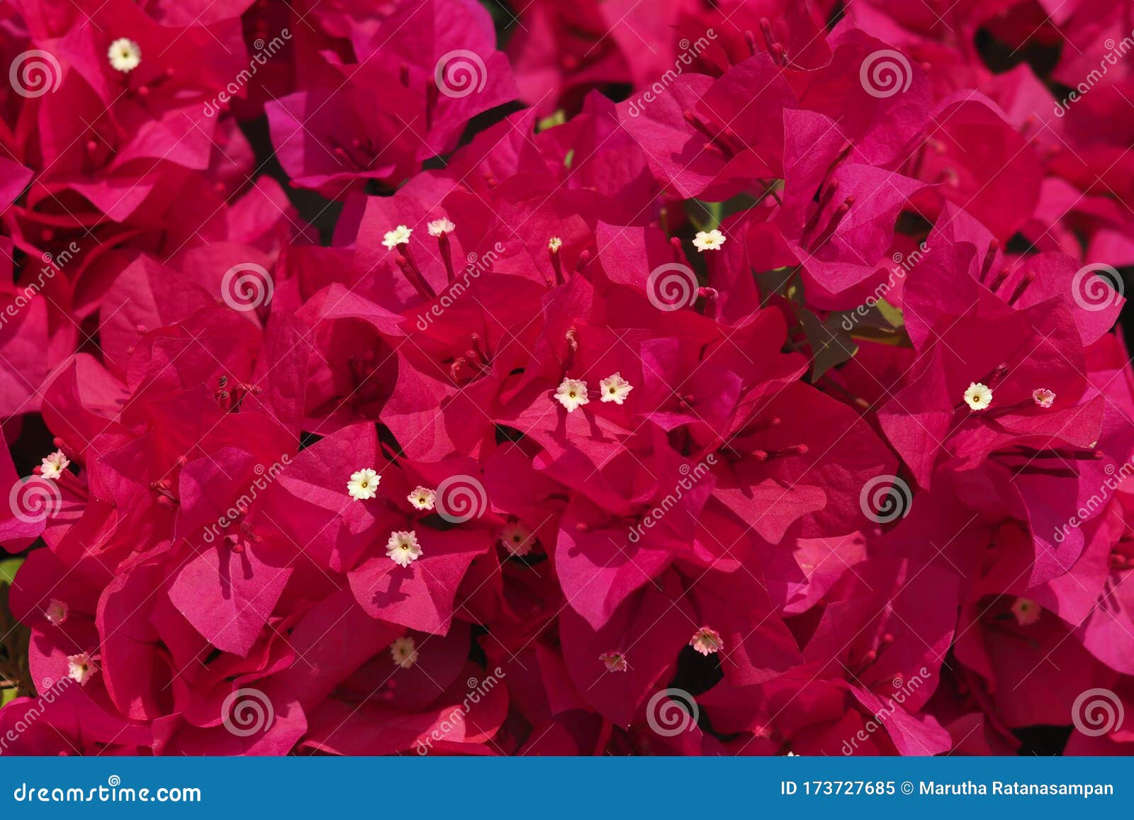 Red paper flowers stock image. Image of wallpaper, nature - 173727685