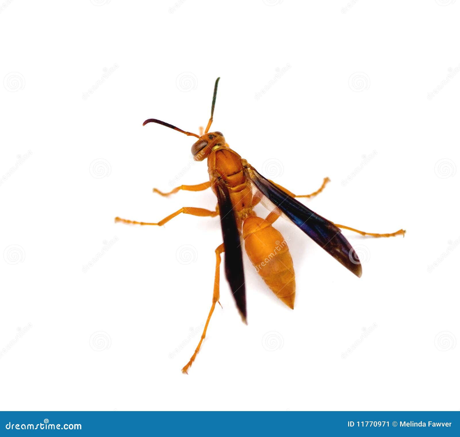 Red Paper Wasp stock image. Image of hornet, pest, paper - 11770971