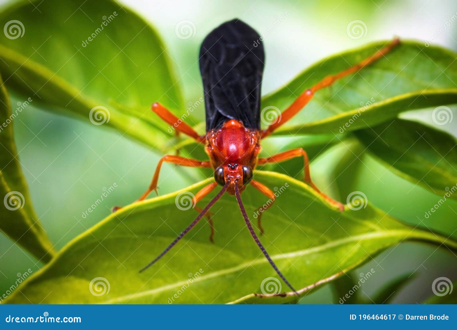 Red Paper Wasp Looking at the Camera Stock Image - Image of animal ...